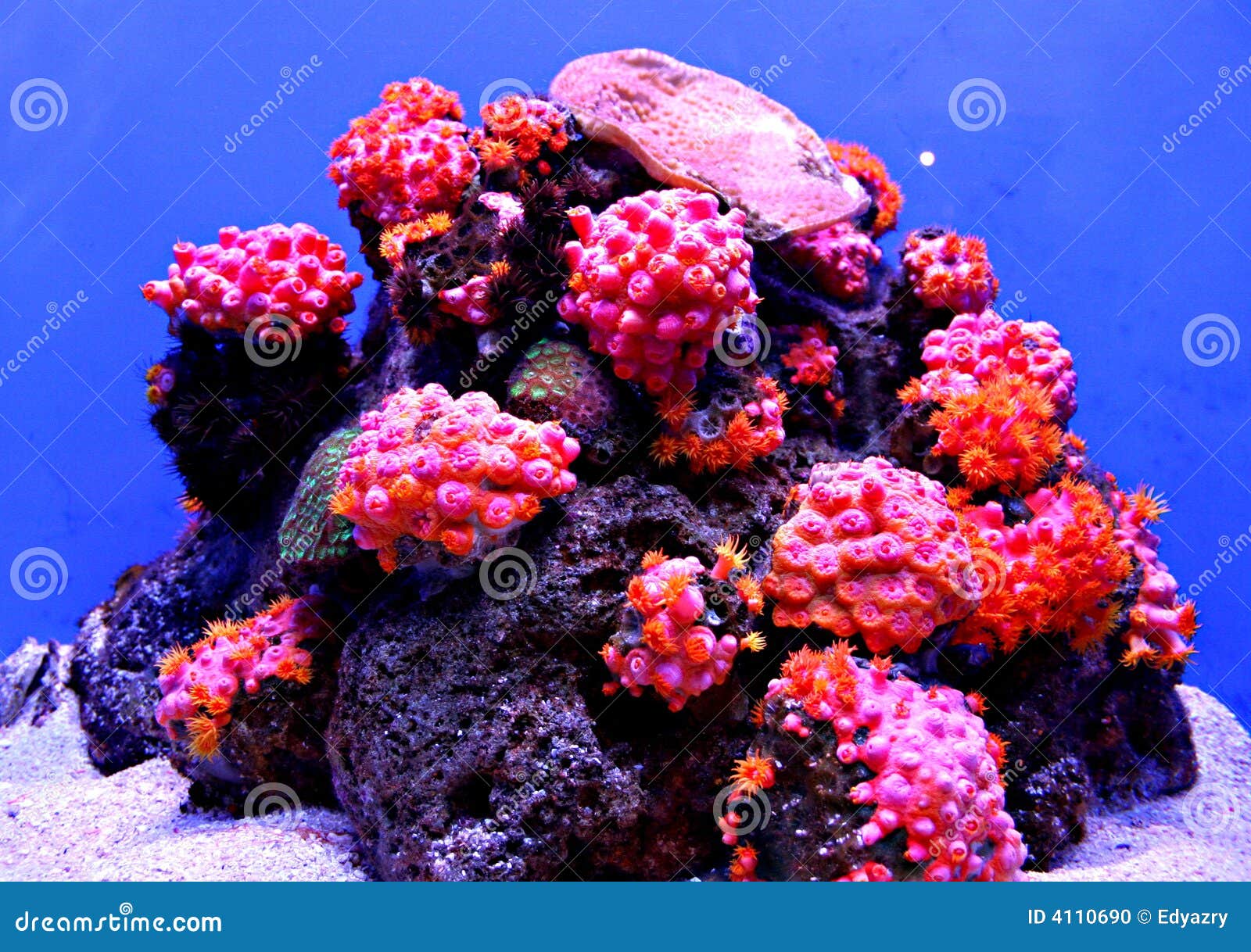 Colourful coral reef stock photo. Image of ocean, coral - 4110690