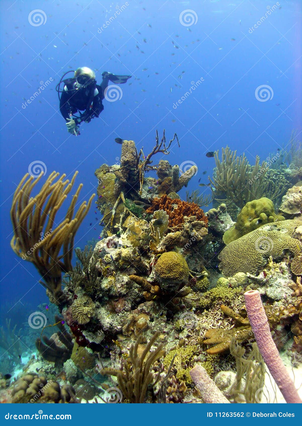 Shy Colourful Coral Grouper Peeking Hiding And Peeking Out From Crevice ...
