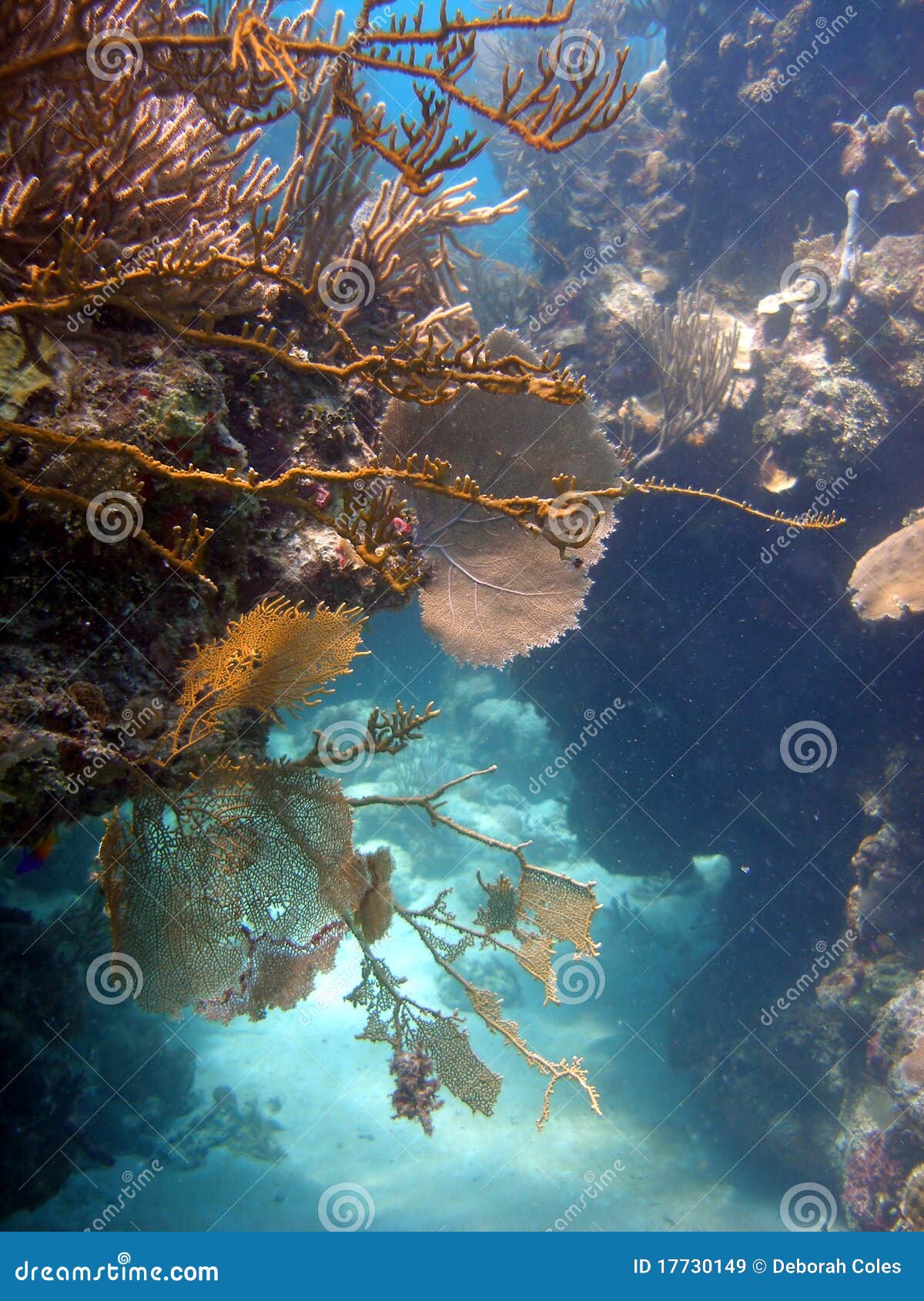 Colourful coral reef scene stock image. Image of caribbean - 17730149