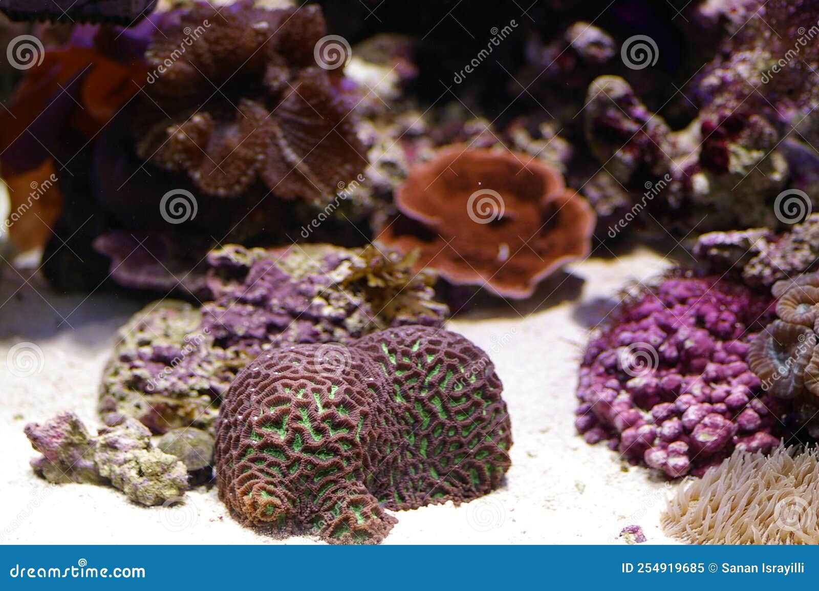 Colourful corals stock image. Image of coral, reef, ocean - 254919685