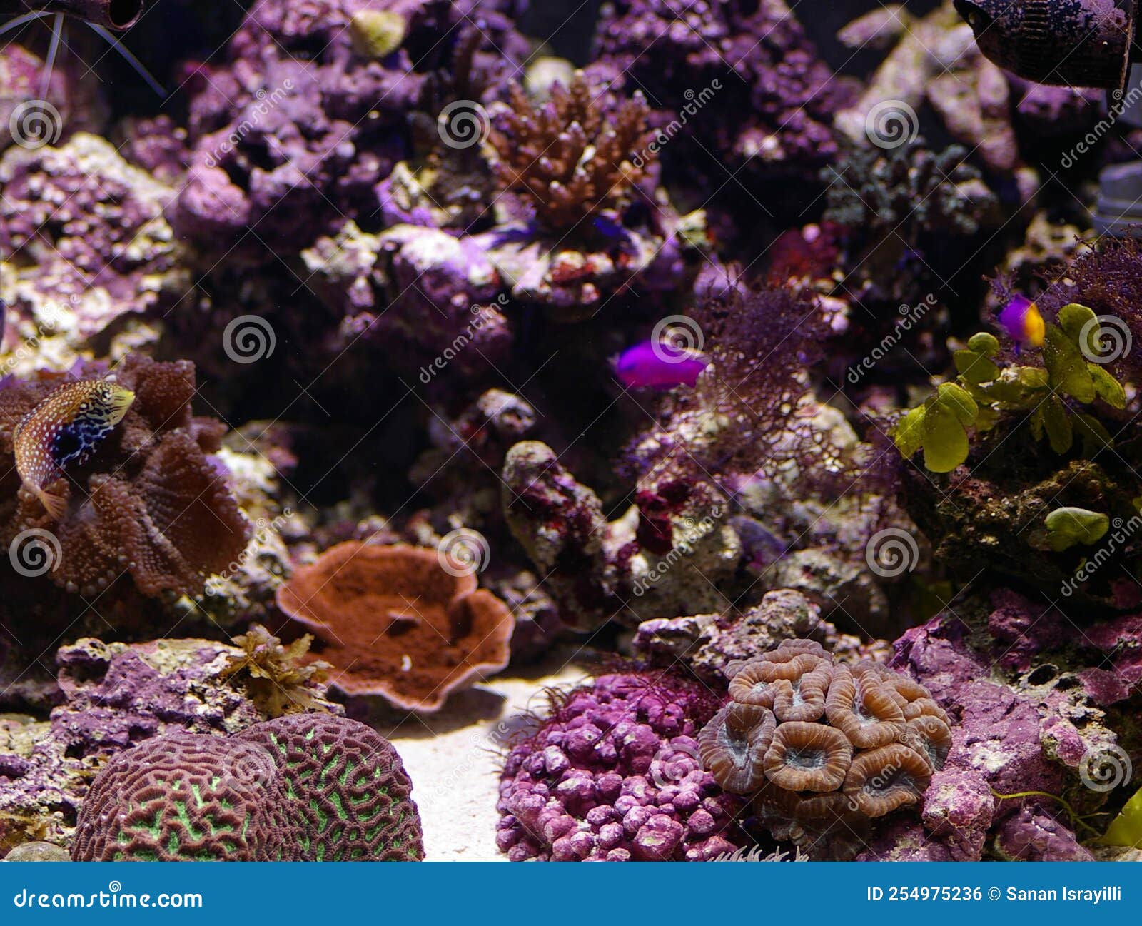 Colourful corals stock photo. Image of underwater, coral - 254975236