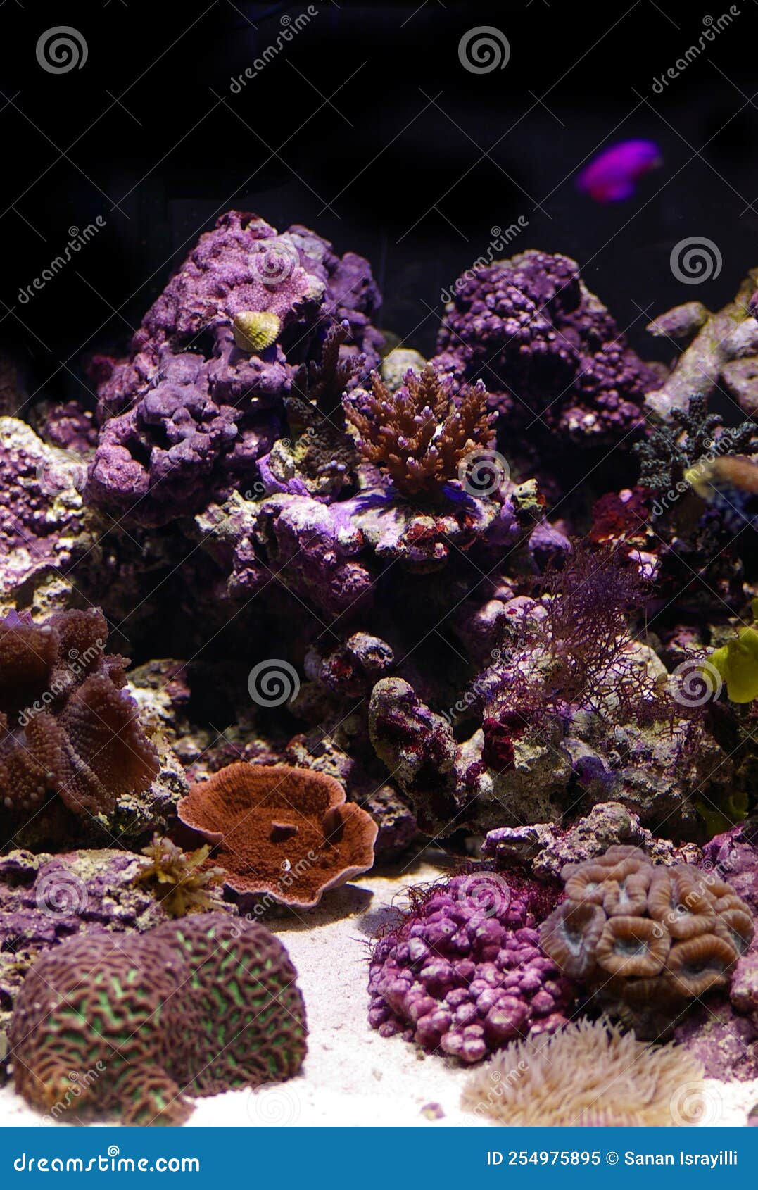 Colourful corals stock image. Image of tropics, tropical - 254975895