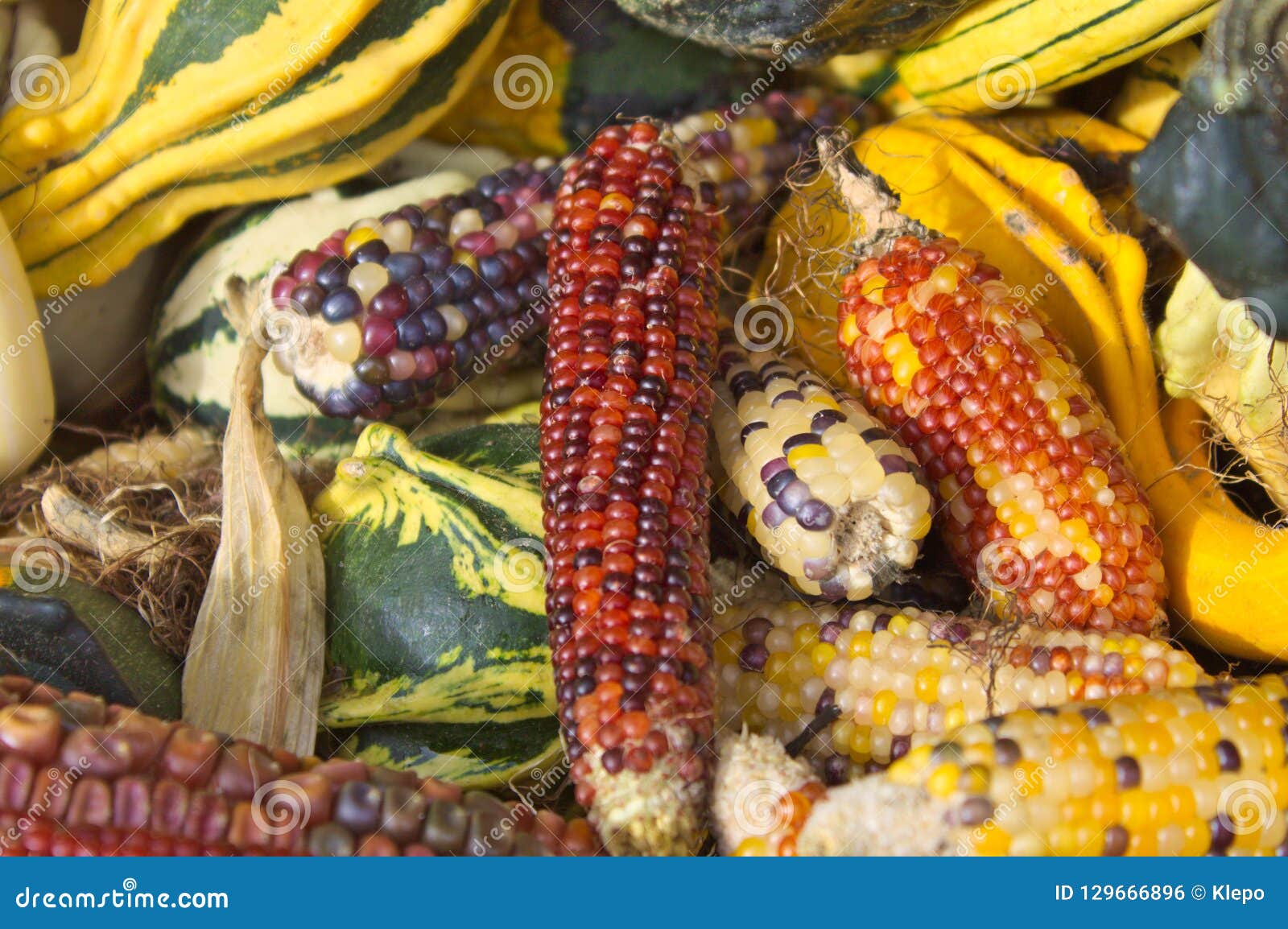 Colourful Corn and Pumpkins Still Life Image Stock Photo - Image of ...