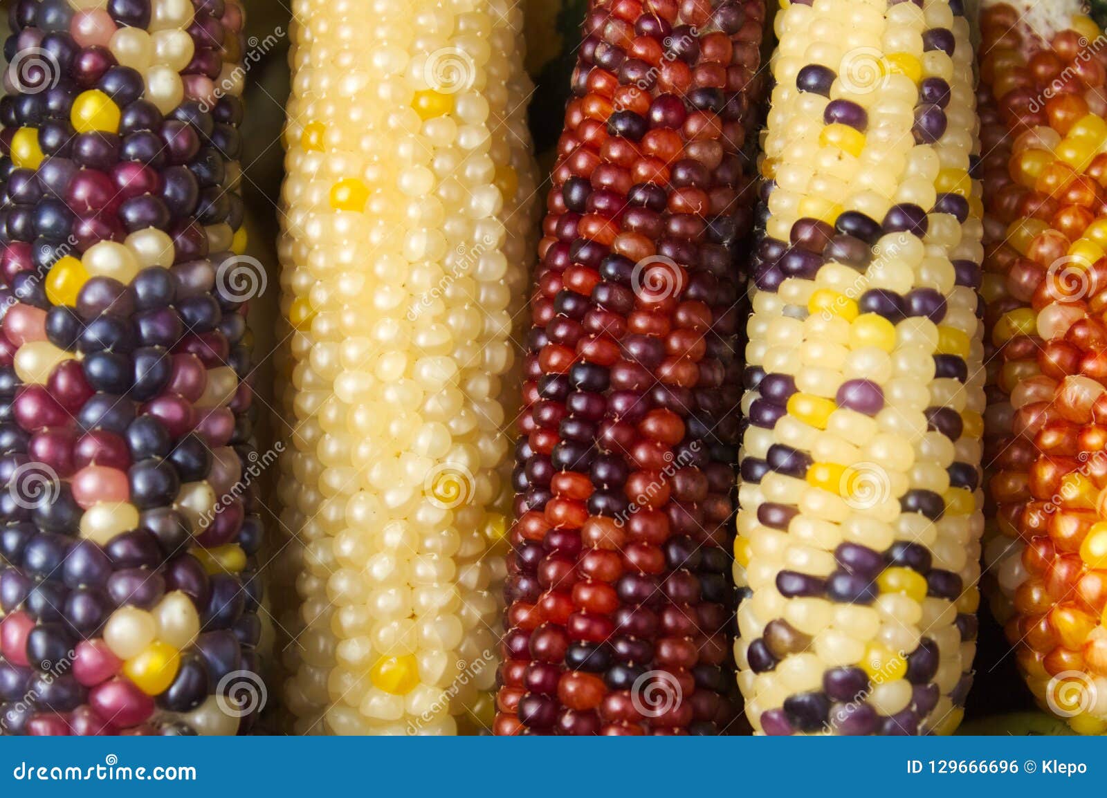 Colourful Corn Vertical Side by Side Stock Photo - Image of closeup ...
