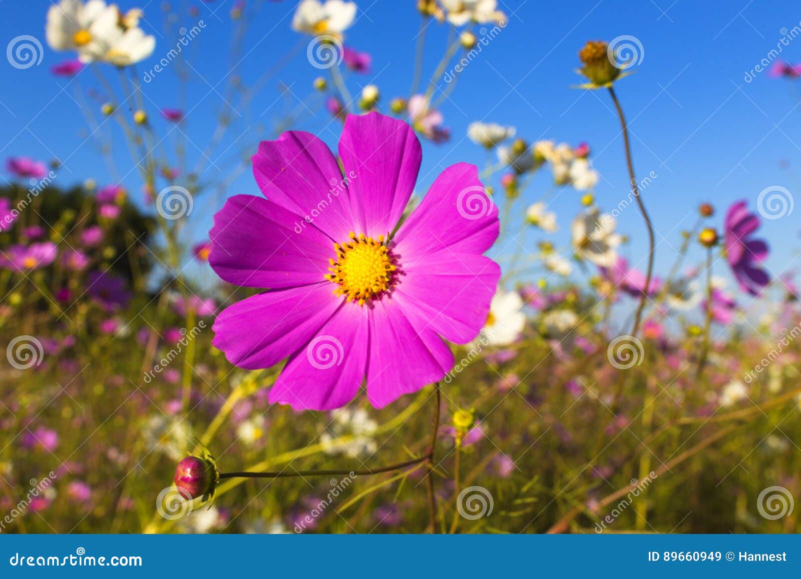 Colourful Cosmos flower stock image. Image of plant, purple - 89660949