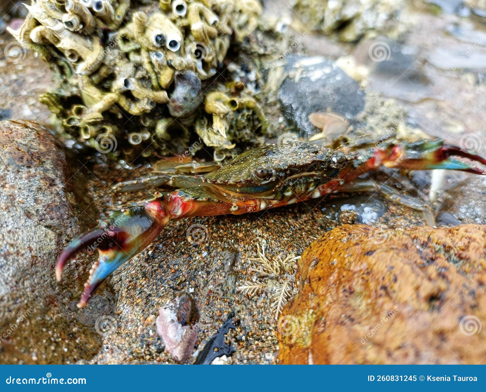 Colourful crab in rockpool stock image. Image of rockpool - 260831245