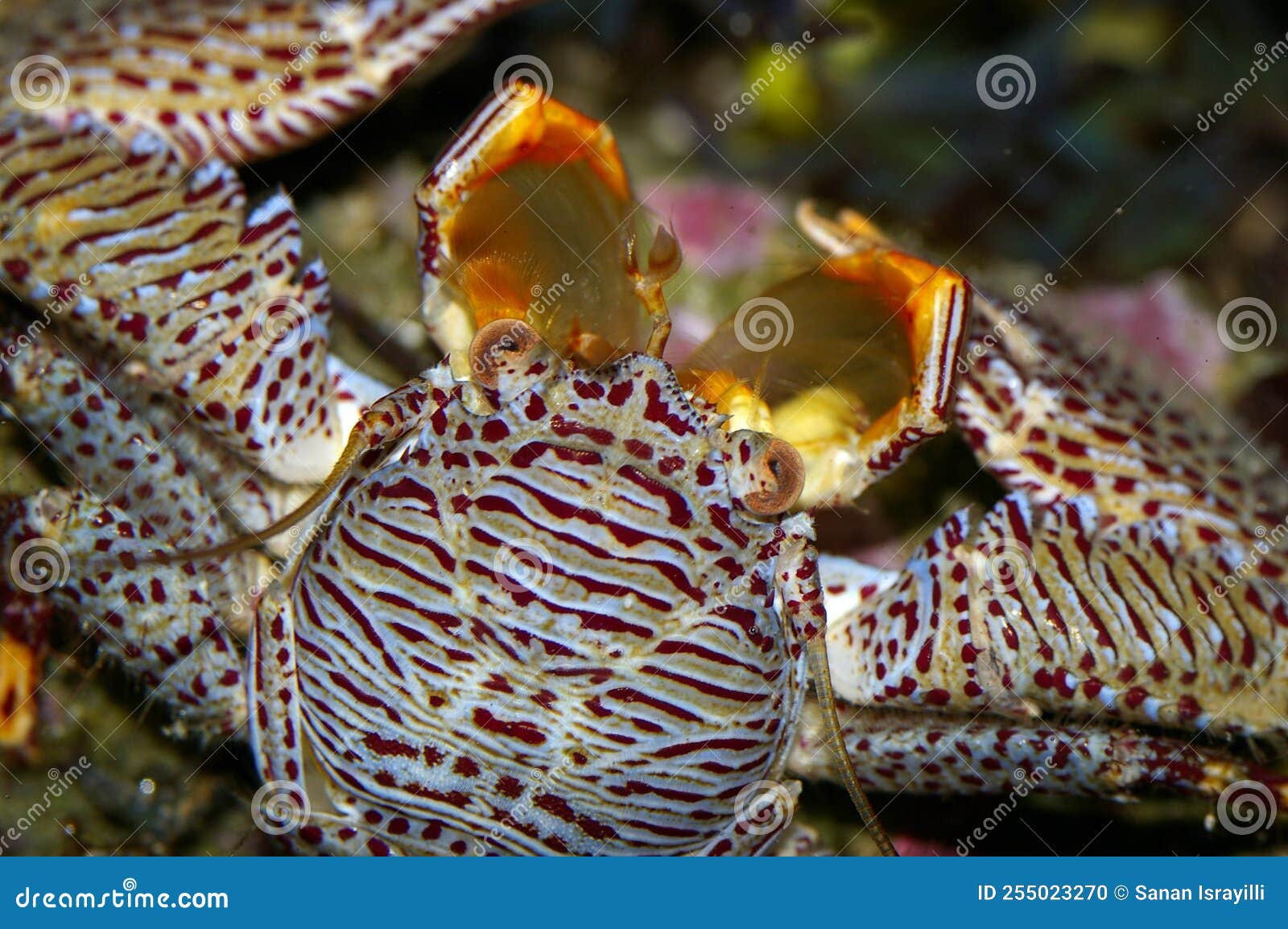 Colourful crab stock photo. Image of crabby, salt, claw - 255023270