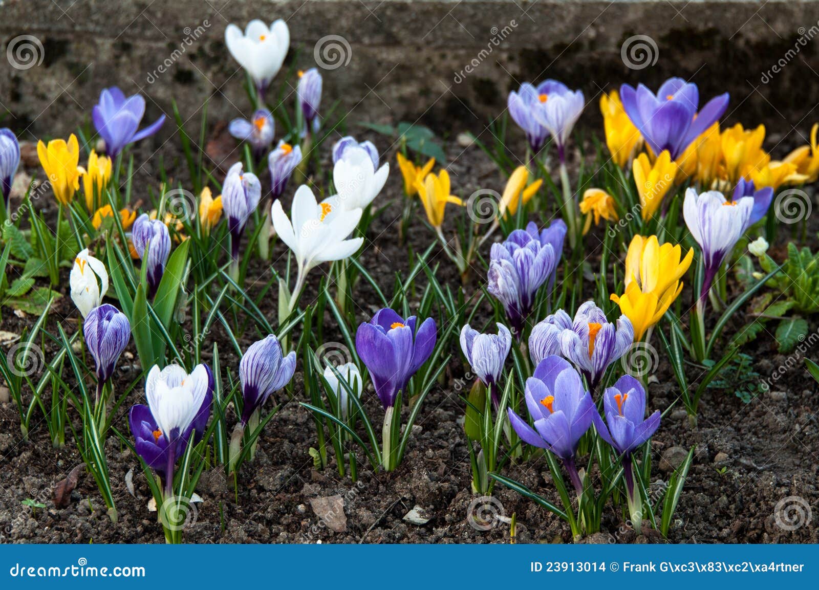 Colourful Crocuses stock photo. Image of bloom, croci - 23913014