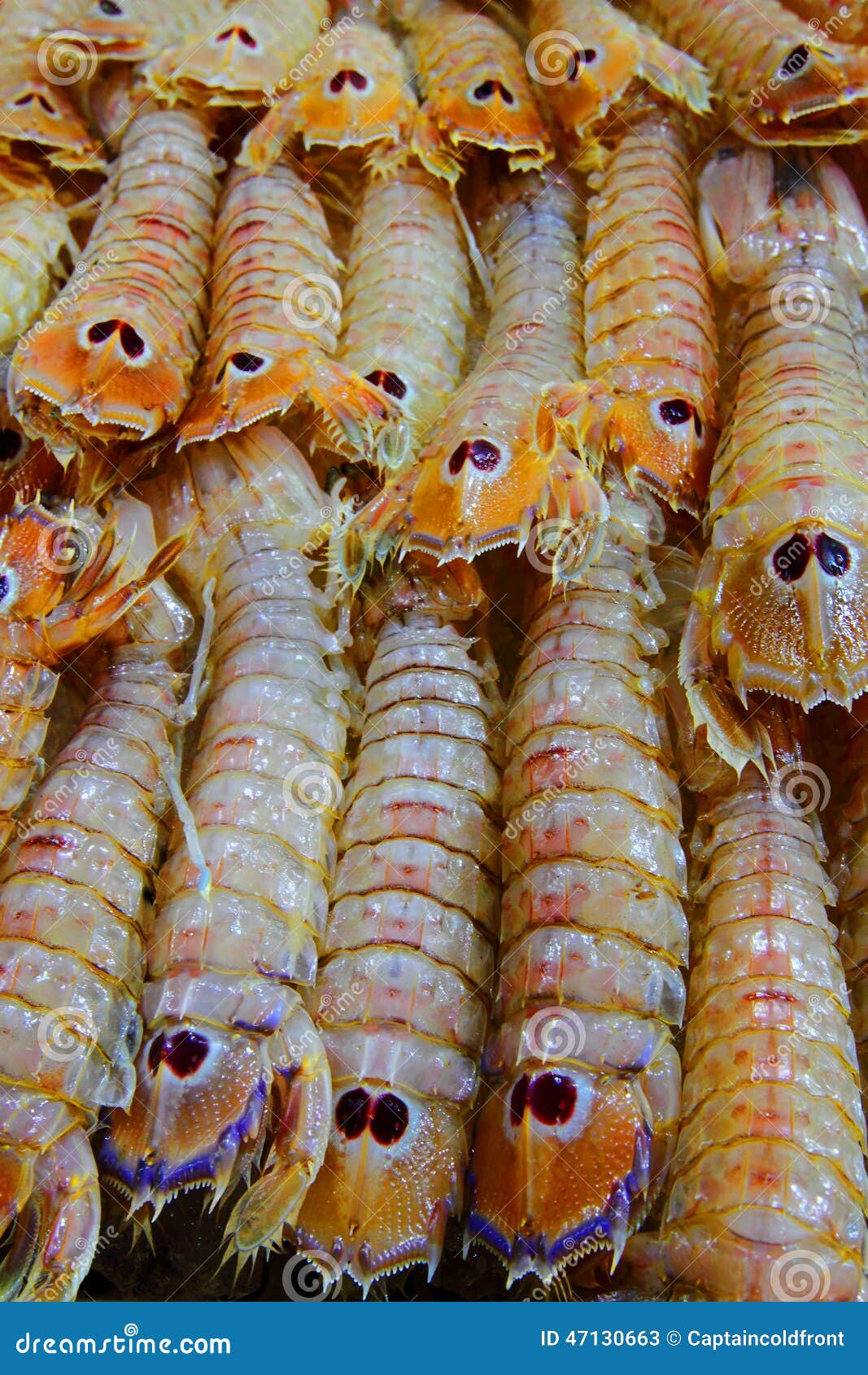 Colourful crustaceans stock image. Image of ingredient - 47130663