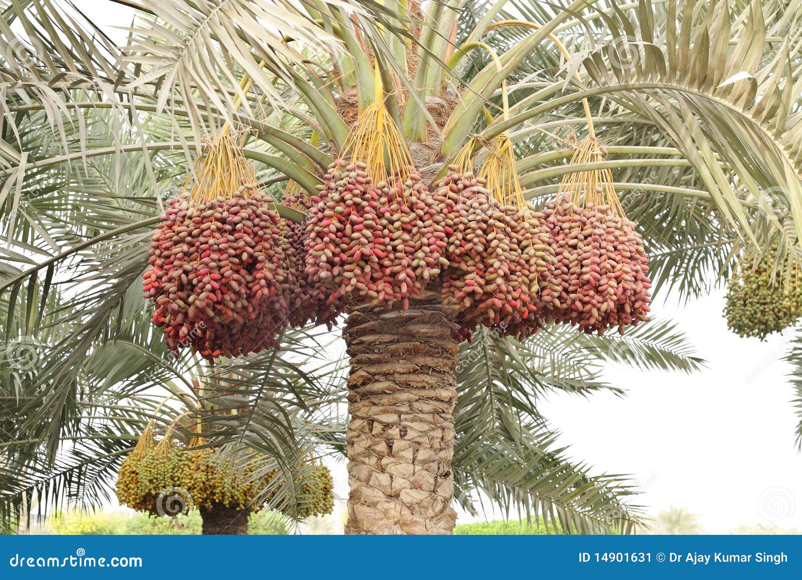 Colourful Dates Bunches All Along the Date Palm Stock Image - Image of ...