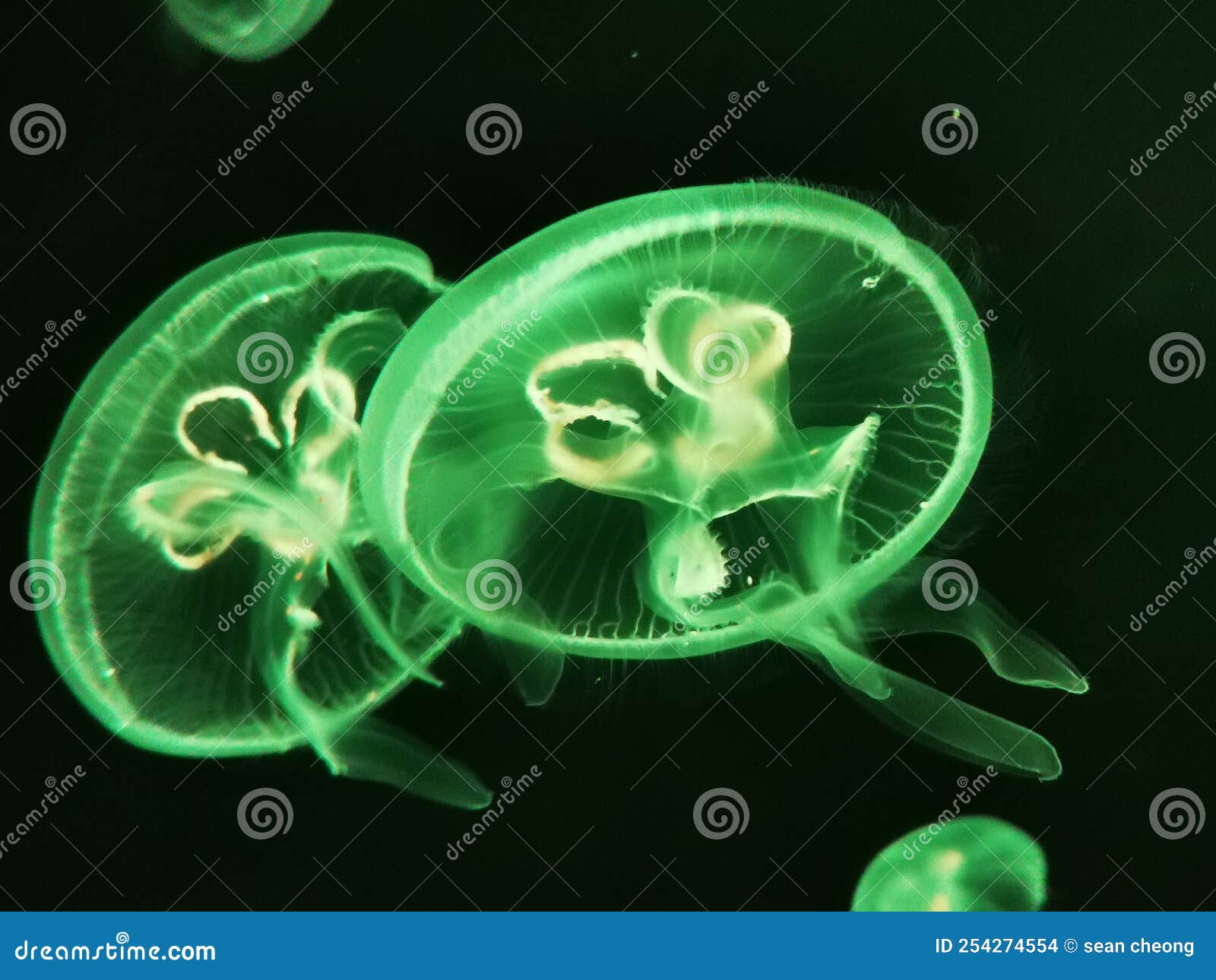 Colourful Deep Sea Jellyfish Stock Photo - Image of jellyfish ...