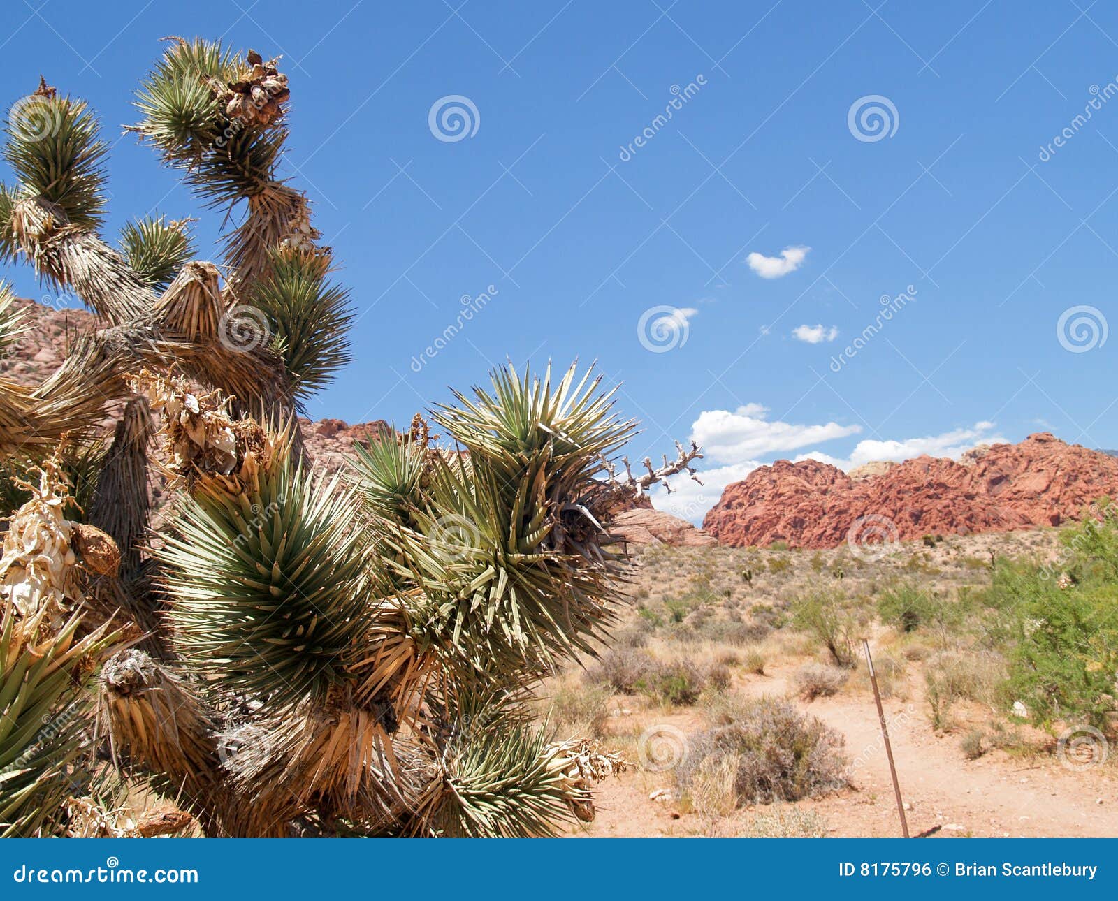 Colourful Desert Landscape and Vegetation Stock Photo - Image of ...