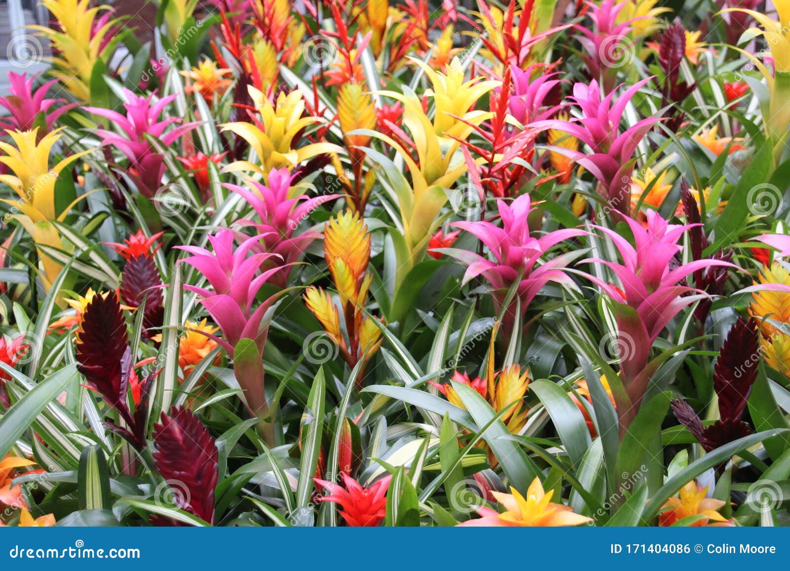 Bromelia plants stock photo. Image of beautiful, botany - 171404086
