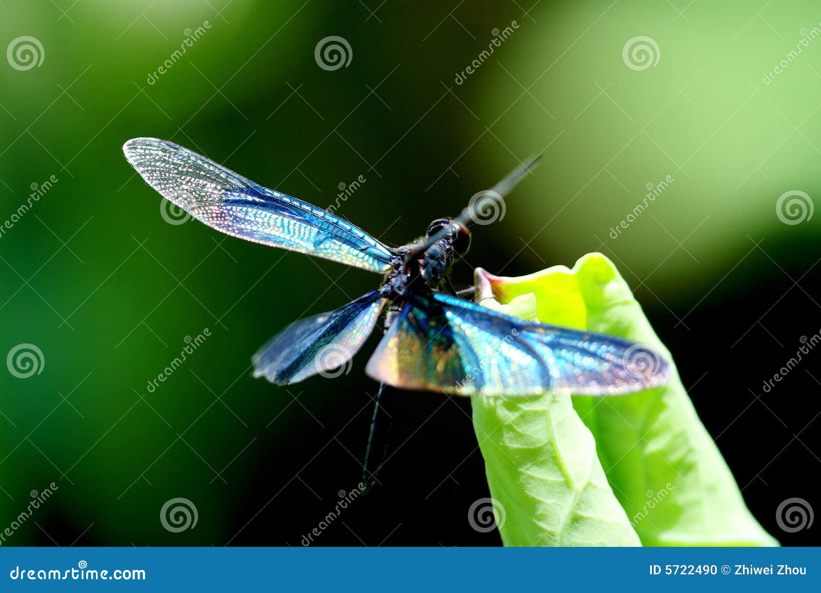 Colourful Dragonfly on a Lotus Leaf Stock Photo - Image of ethnicity ...