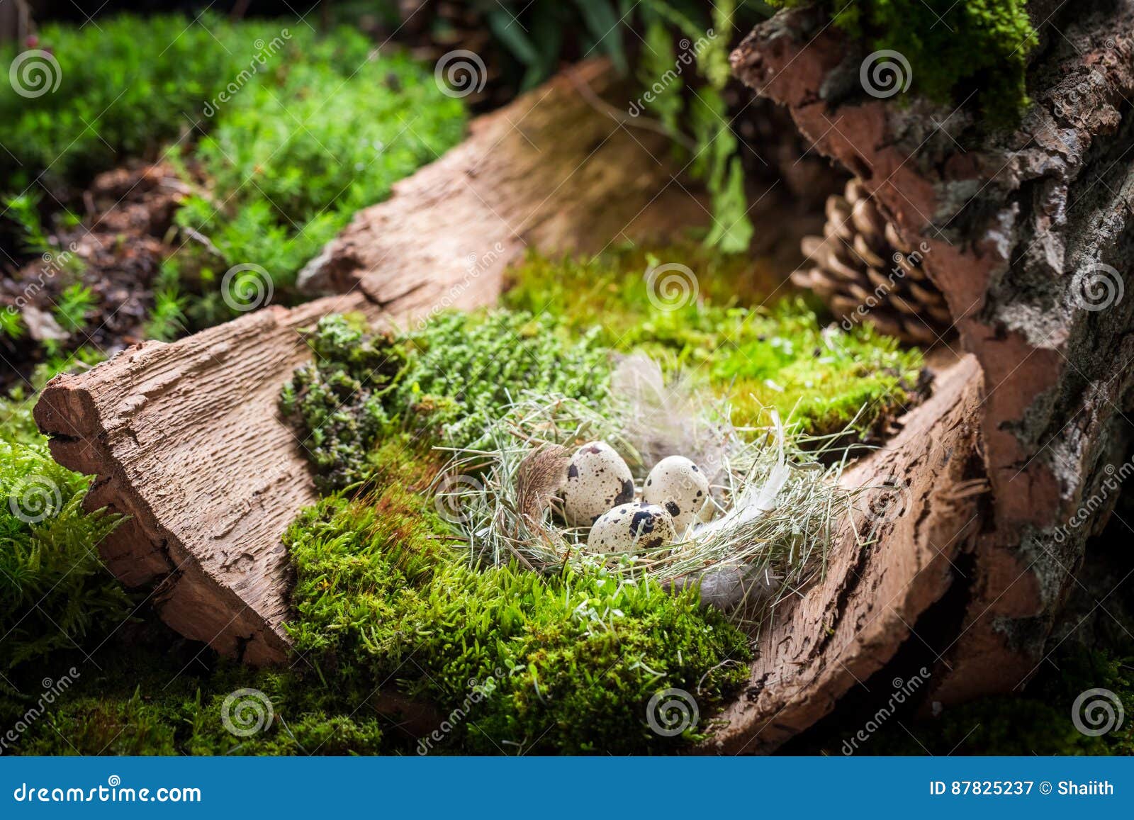 Colourful Eggs for Easter in Forest at Sunrise Stock Image - Image of ...