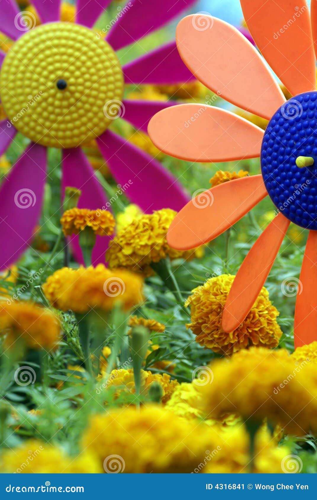 Colourful fan garden stock image. Image of colours, colourful - 4316841