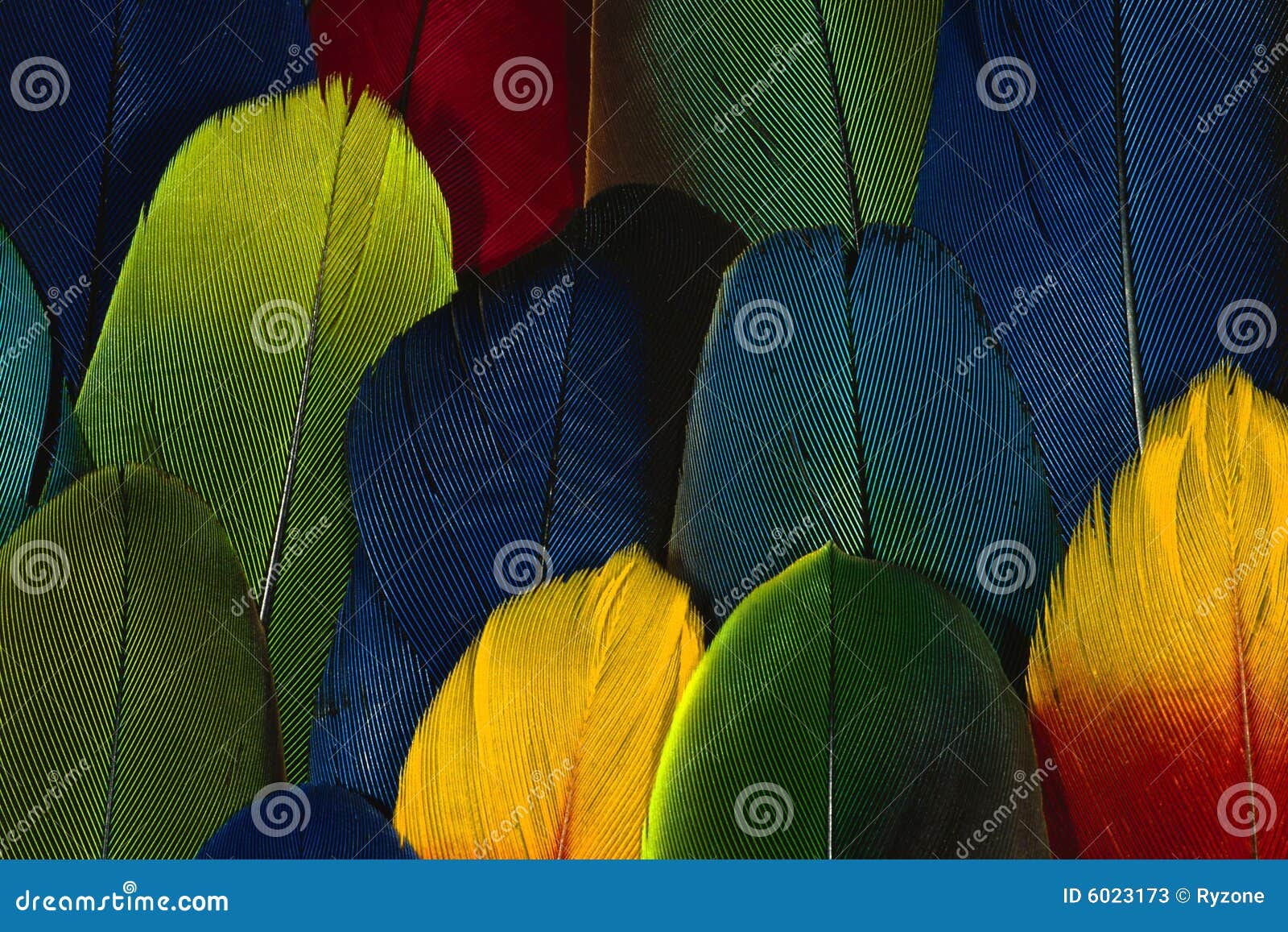 Colourful feather stock image. Image of colourful, wonderful - 6023173