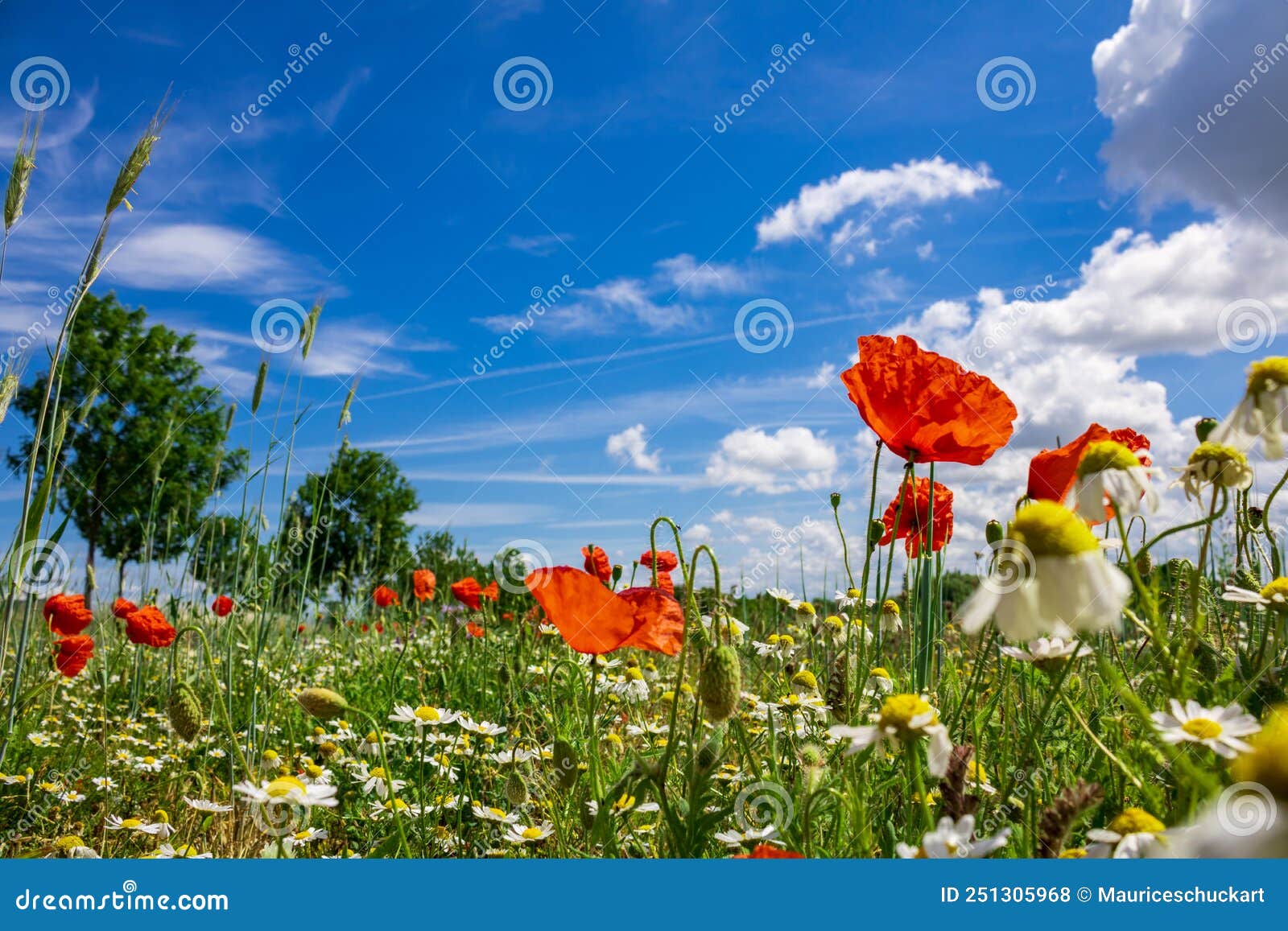 Colourful Field Plants Against A Blurry Background Stock Photography ...