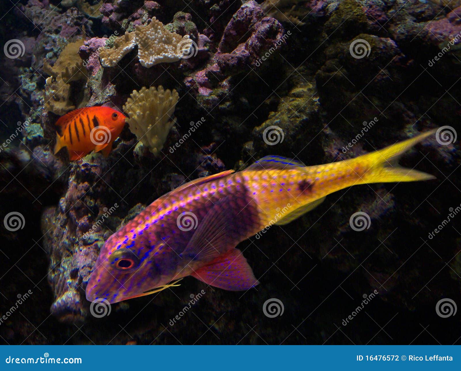 Colourful fish stock photo. Image of aquarium, reef, rico - 16476572