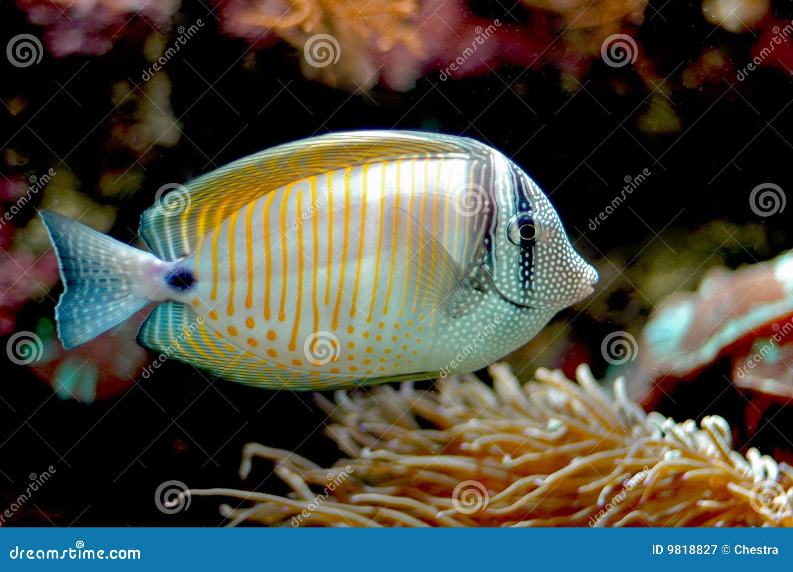 A colourful fish stock image. Image of coral, exotic, beauty - 9818827