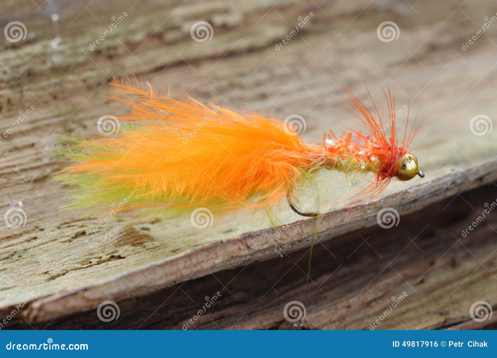 Colourful fish fly stock photo. Image of colourful, sharp - 49817916