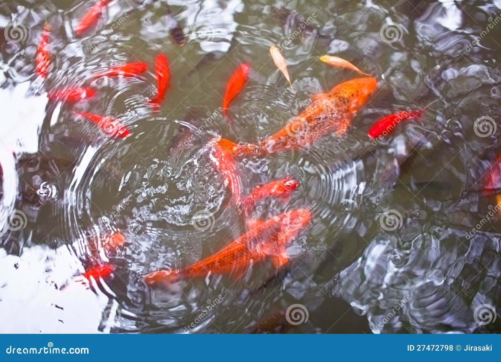 Colourful fish in the pond stock photo. Image of colourful - 27472798