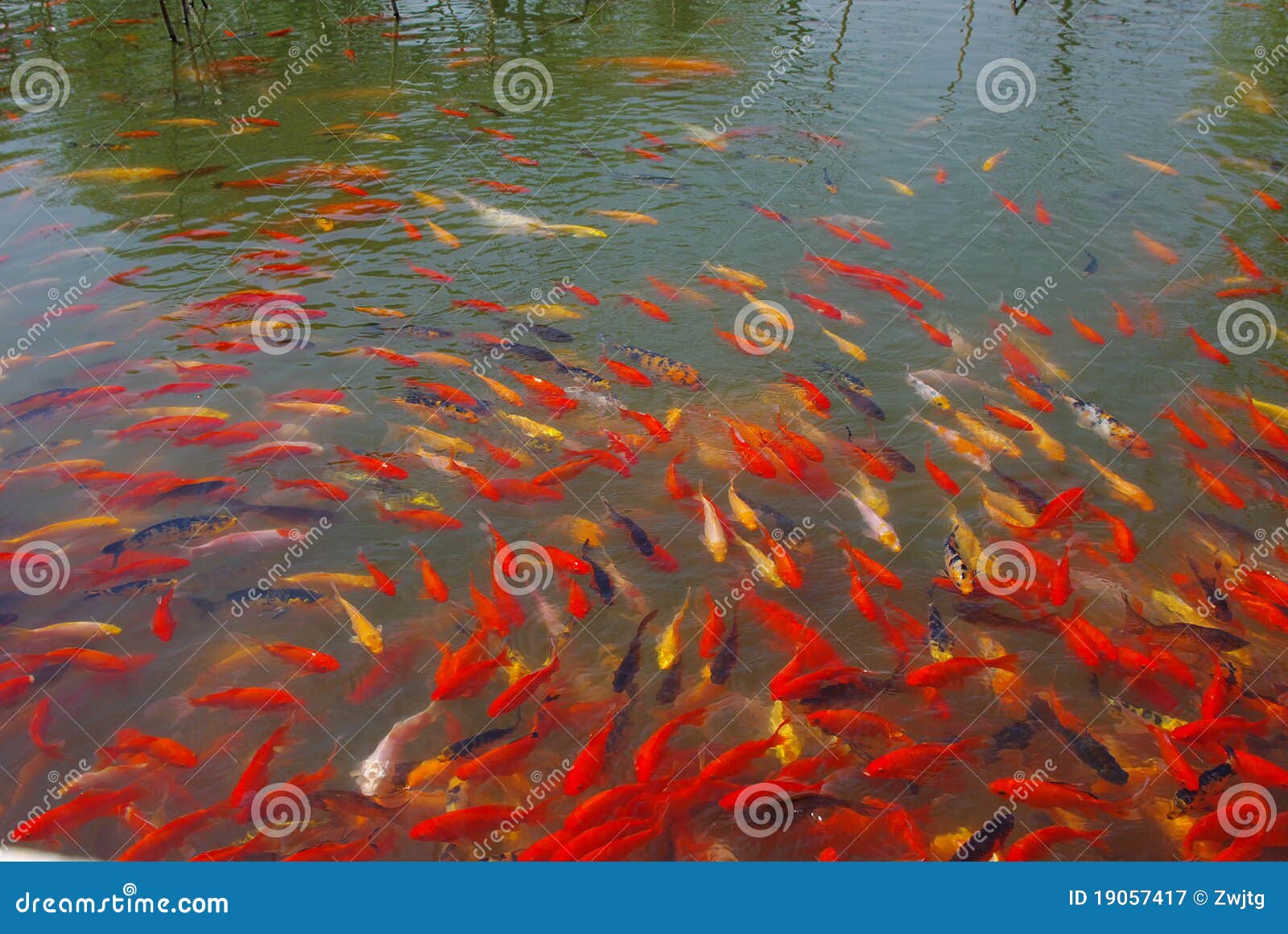 Colourful Fishes in the Water Stock Image - Image of bubbles, fishes ...