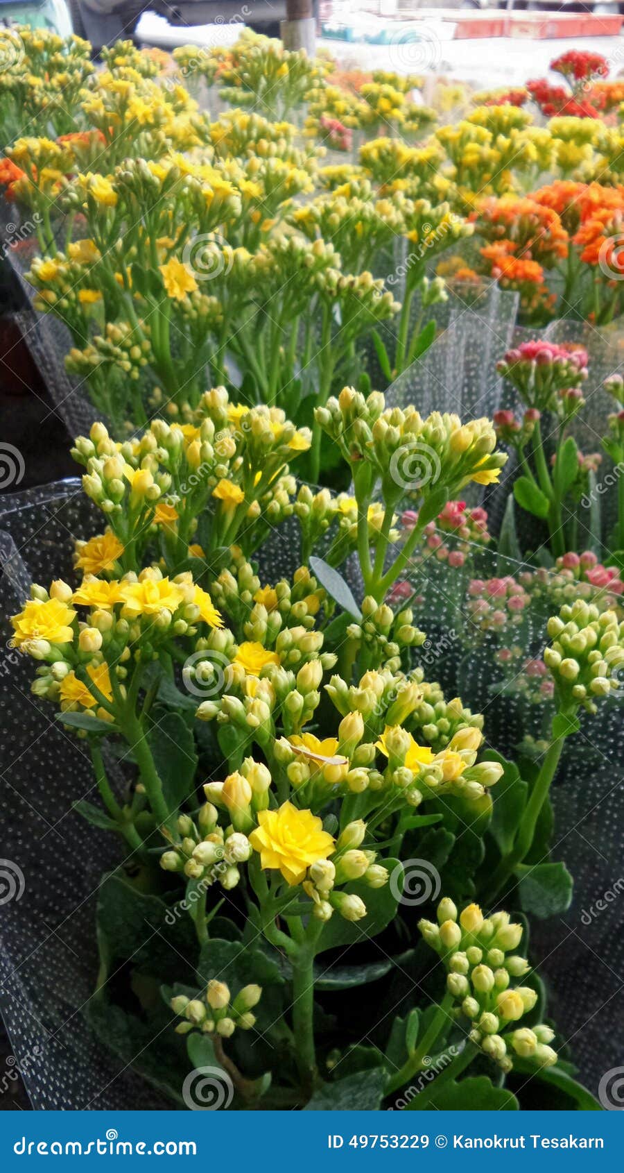 Colourful Flaming Katy Flower Stock Image - Image of flower, succulent ...