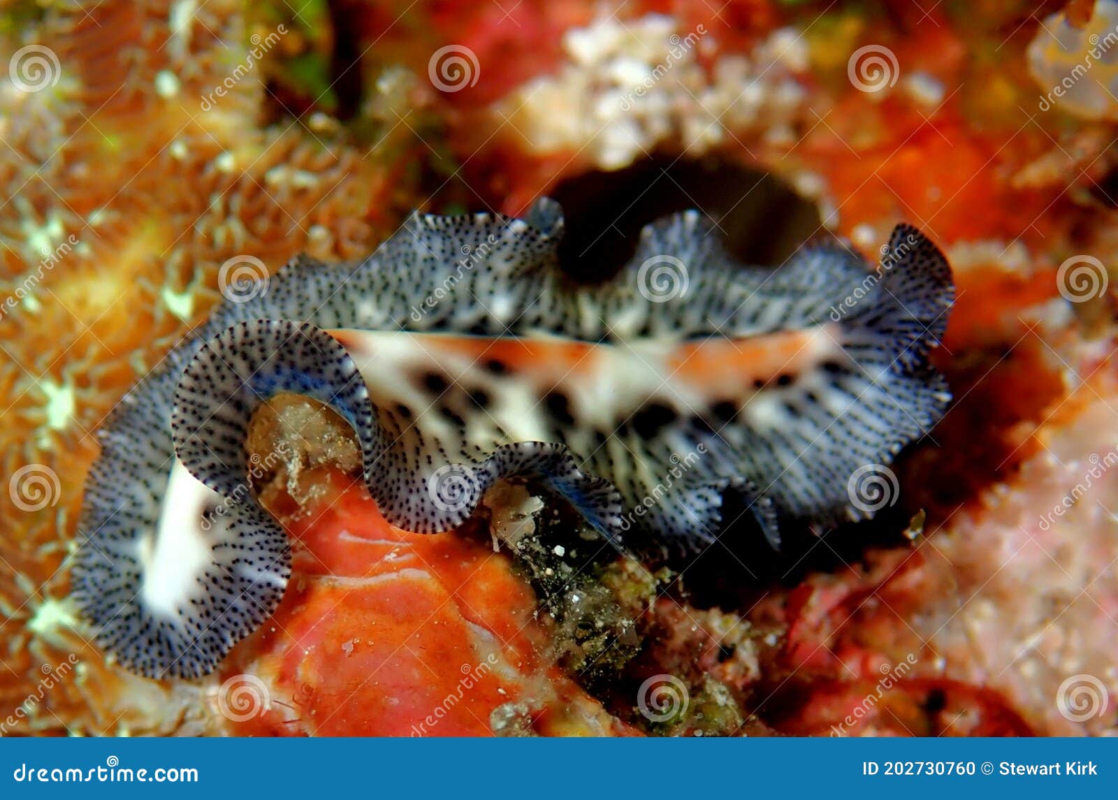 Colourful flat worm stock photo. Image of tranquil, nature - 202730760