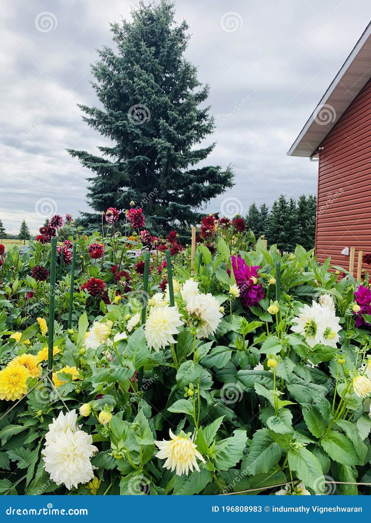Colourful Flower & Big Tree Stock Image - Image of yard, lawn: 196808983