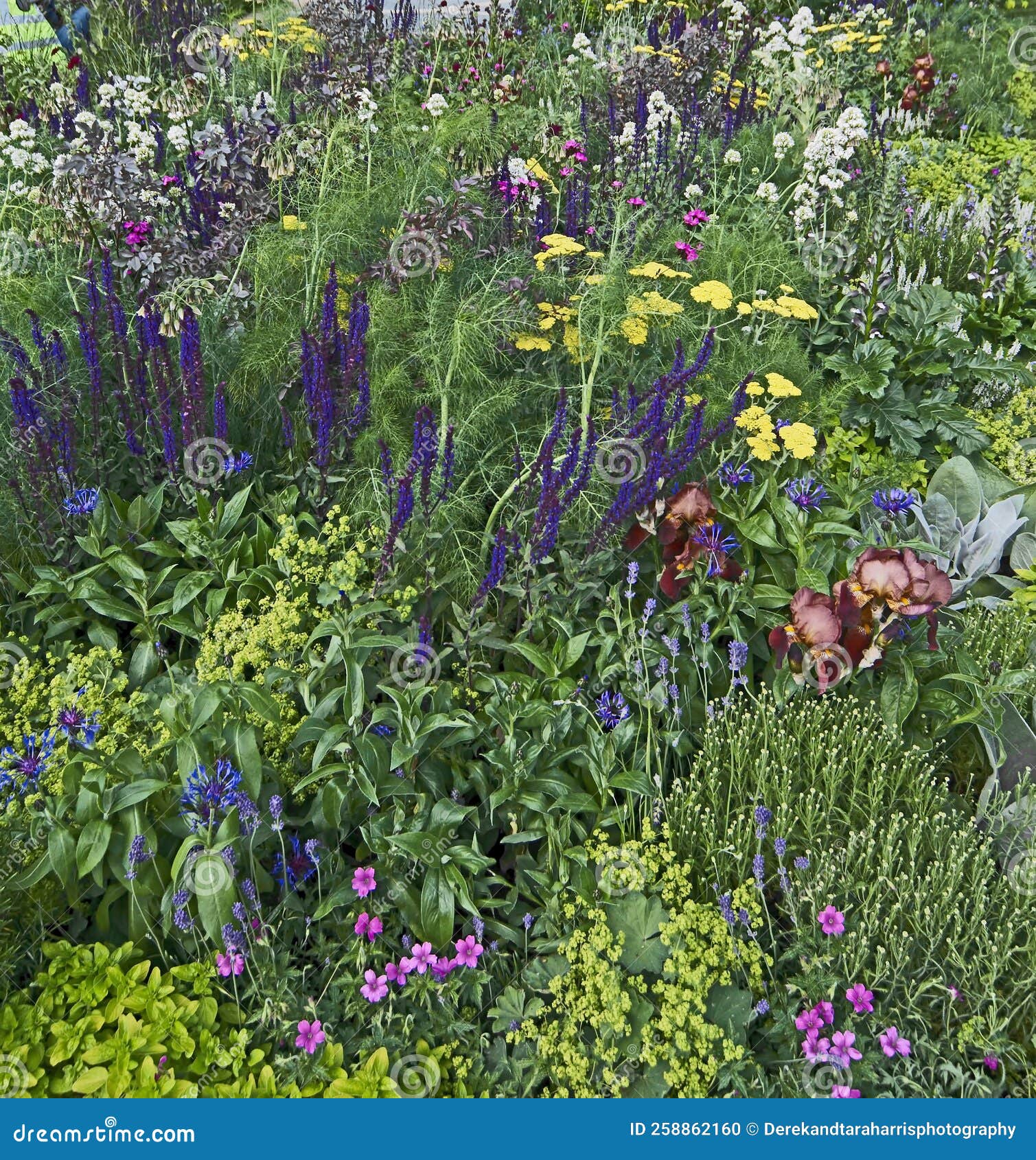 Flower Border with Mixed Colourful Flowers Stock Photo - Image of ...