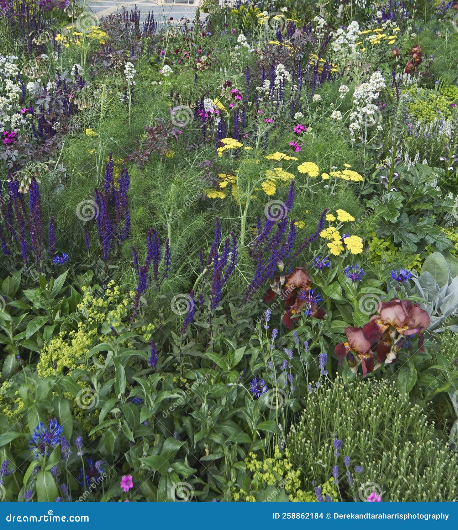 Mixed Flower Boarder Close Up Stock Photo - Image of associations ...