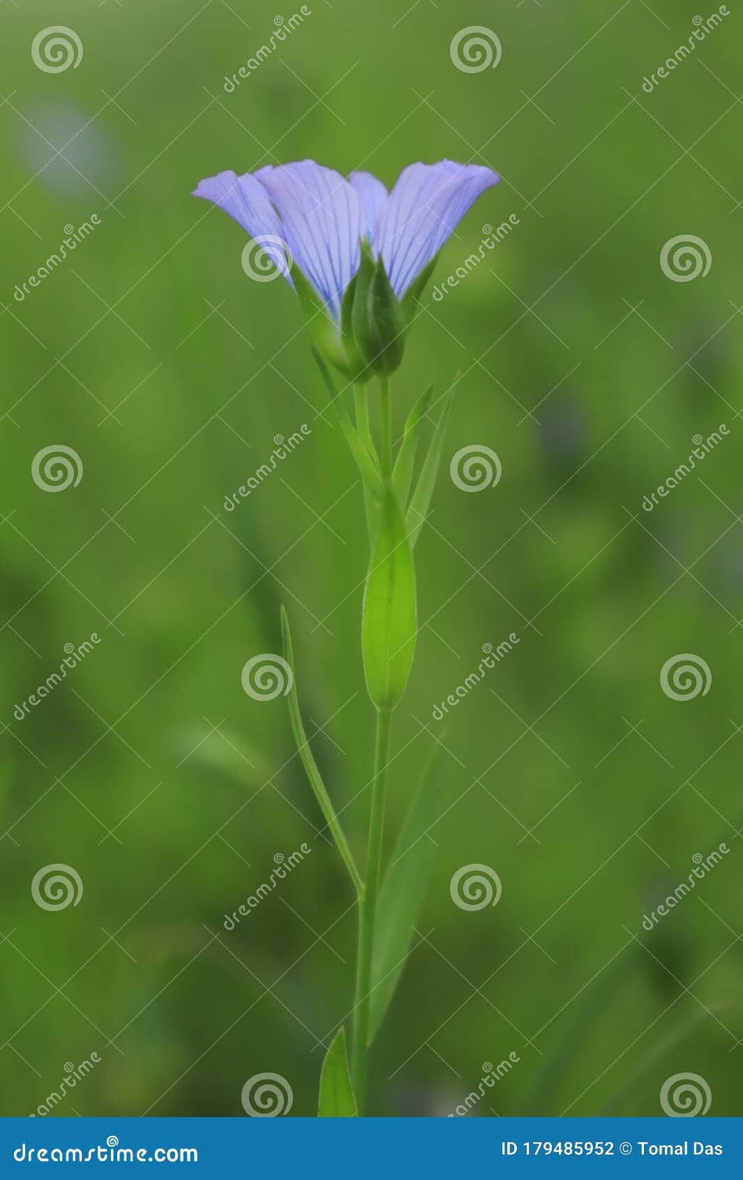 Colourful flower flex stock photo. Image of nature, flex - 179485952
