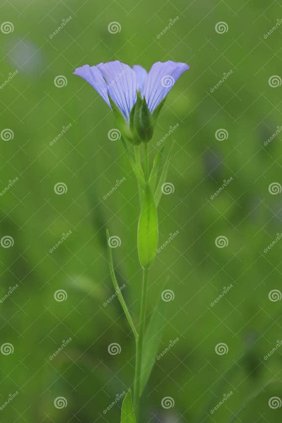 Colourful flower flex stock photo. Image of nature, flex - 179485952