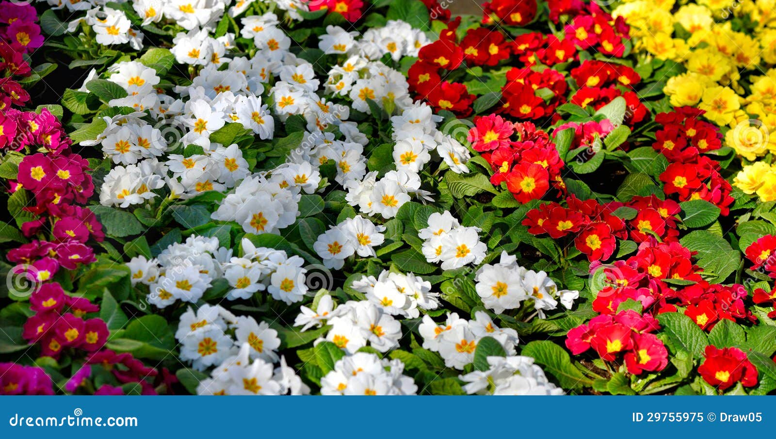 Flowers stock image. Image of botany, pink, color, garden - 29755975