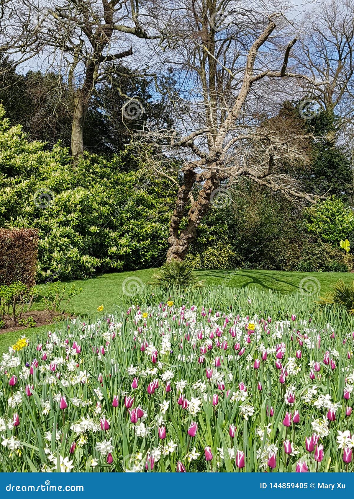 Colourful Flowers and Trees in the Garden Stock Image - Image of ...