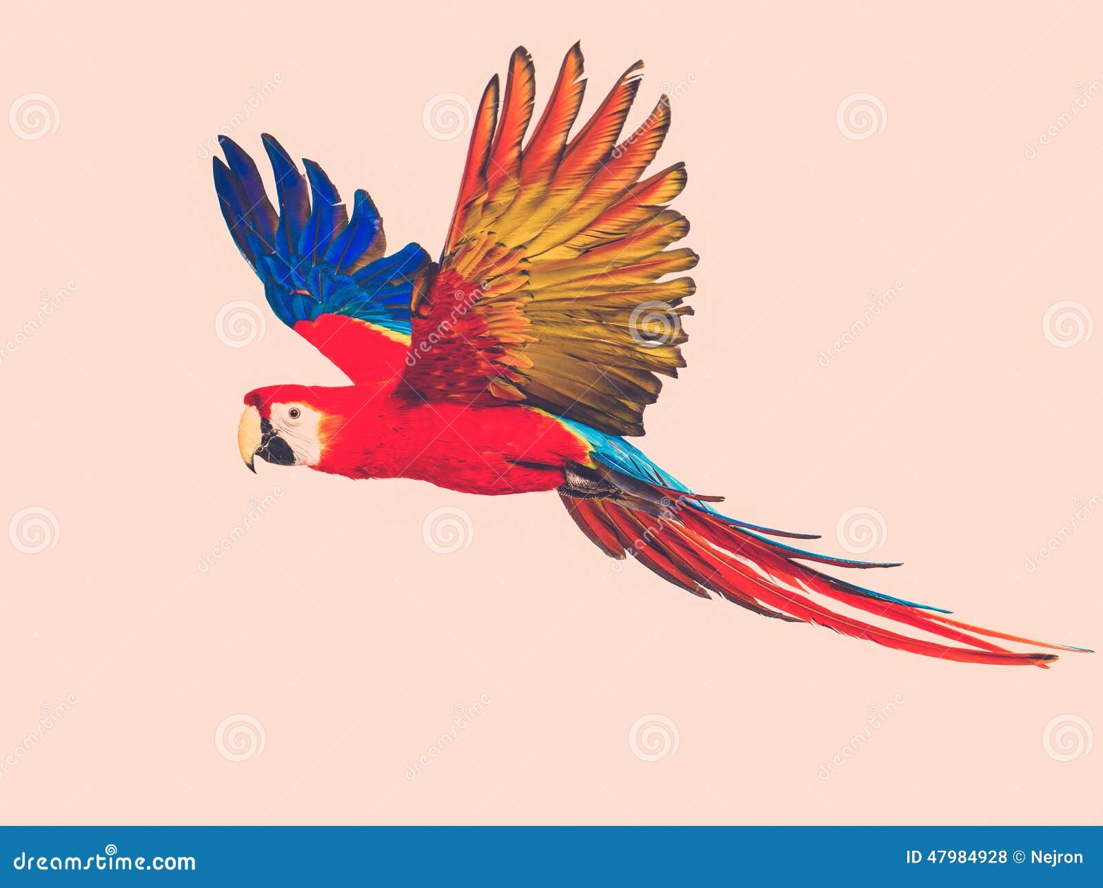 Colourful flying parrot stock photo. Image of caribbean - 47984928