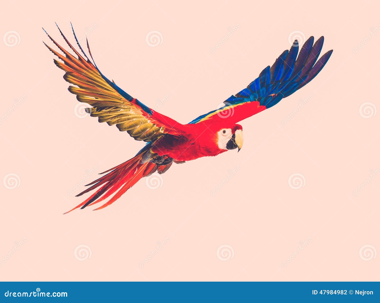 Colourful flying parrot stock photo. Image of toned, animal - 47984982