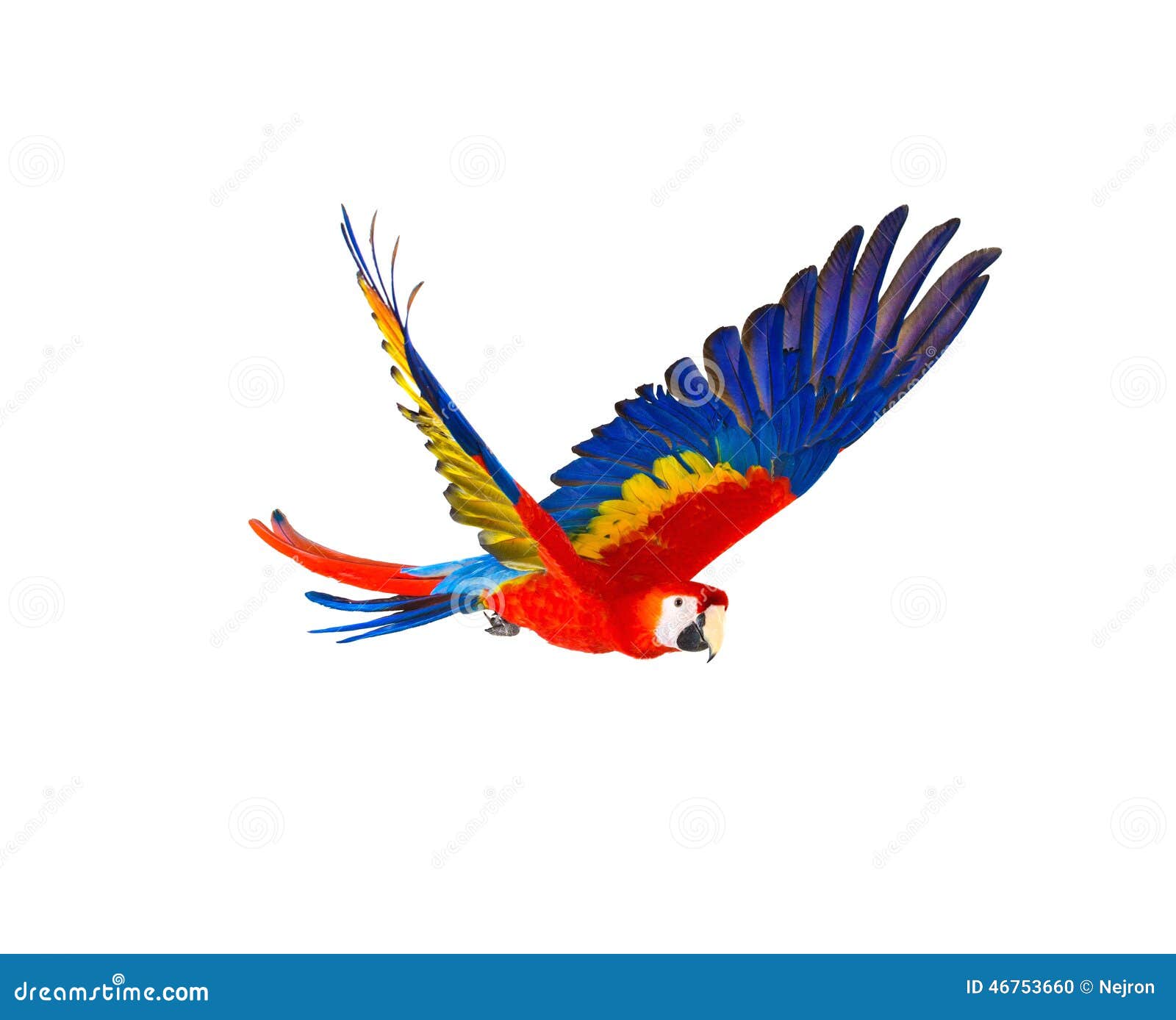 Flying Ara Parrot Stock Photography | CartoonDealer.com #45867752