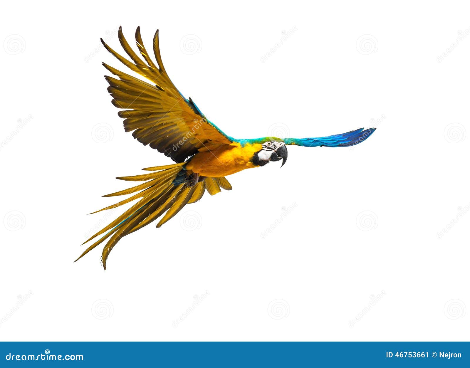 Flying Ara Parrot Stock Photography | CartoonDealer.com #45867752