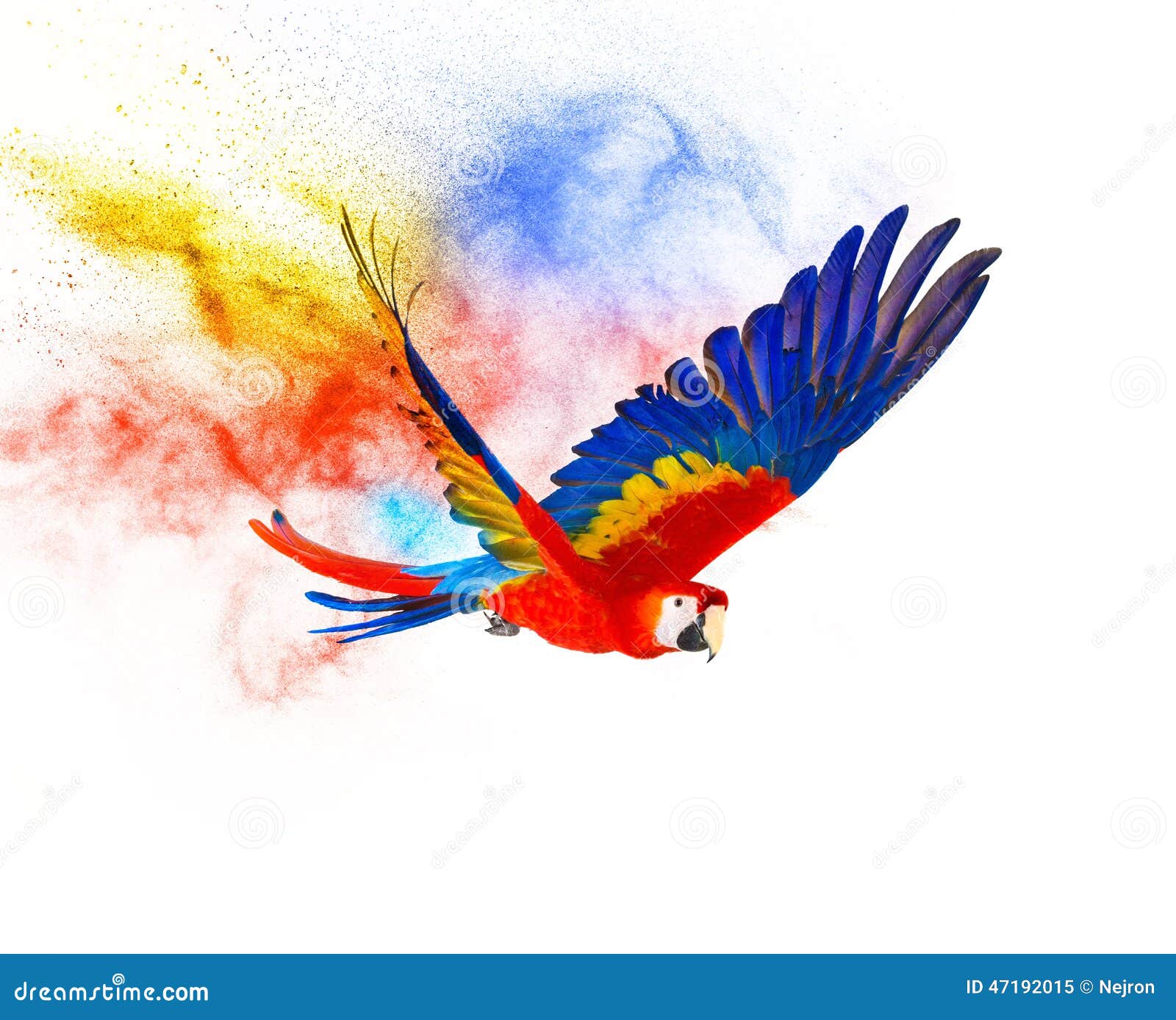 Colourful flying parrot stock image. Image of plumage - 47192015