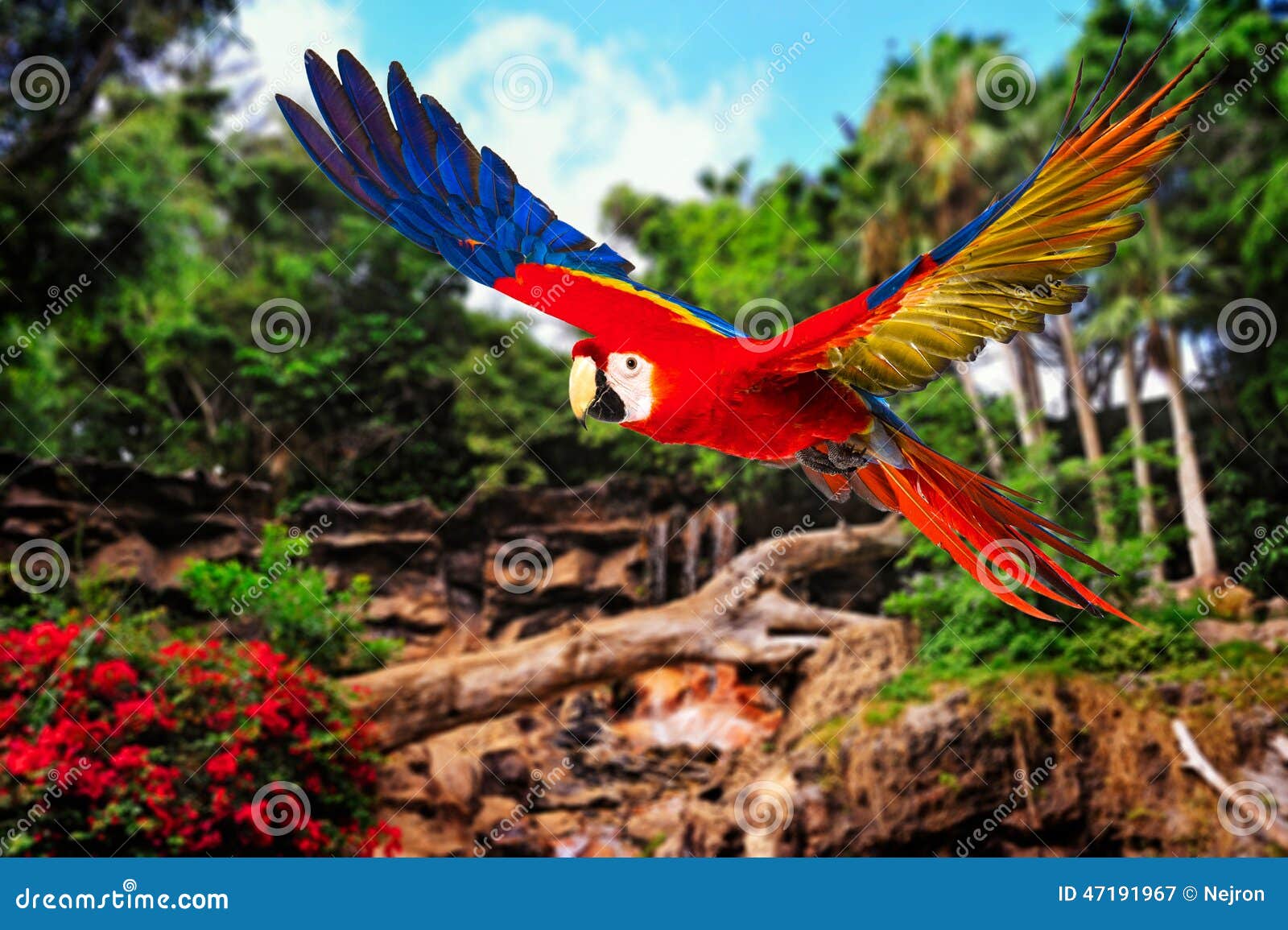 Colourful flying parrot stock image. Image of parrot - 47191967