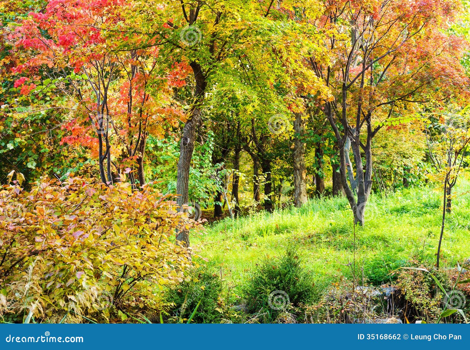 Colourful forest in Autumn stock photo. Image of jungle - 35168662