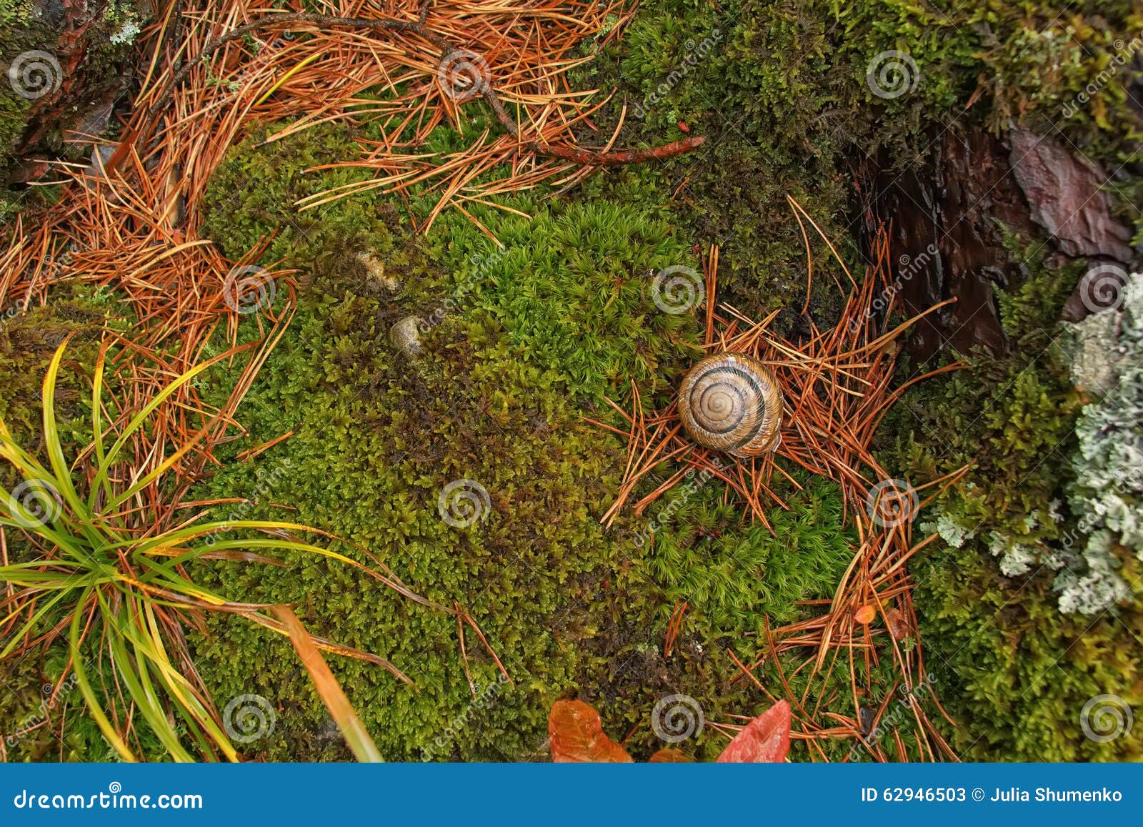 Colourful forest carpet stock image. Image of macro, green - 62946503