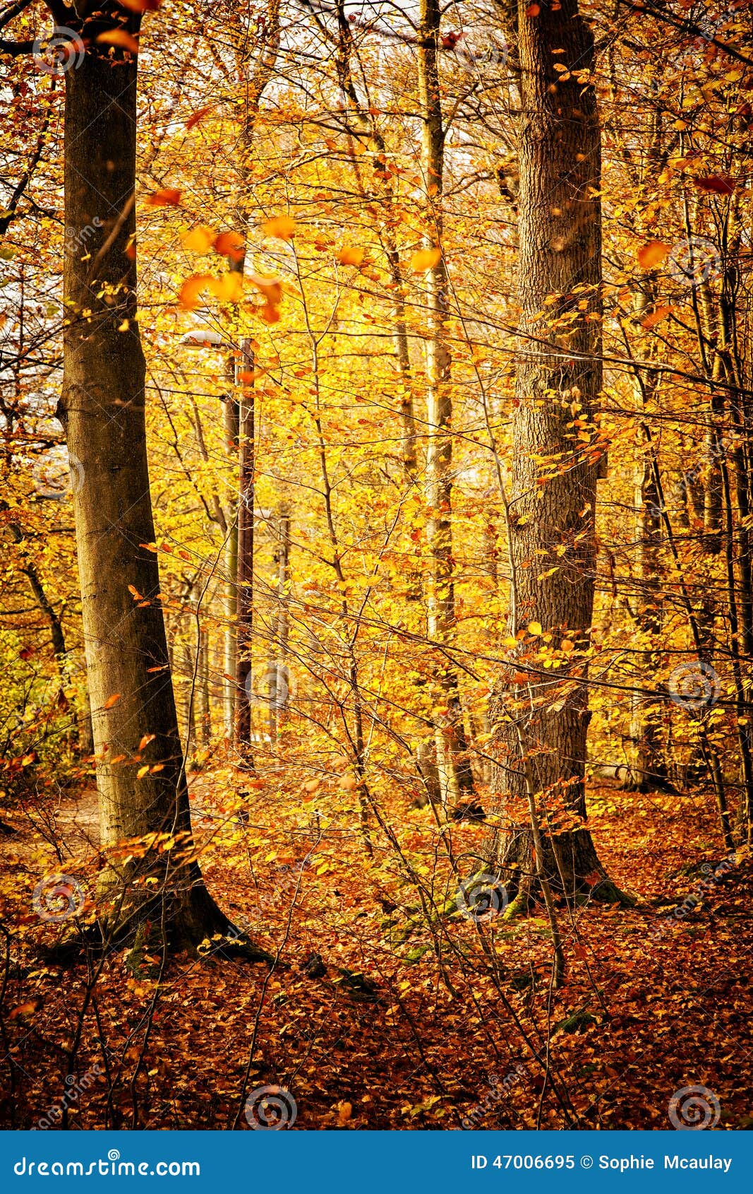 Colourful forest scene stock image. Image of bright, landscape - 47006695