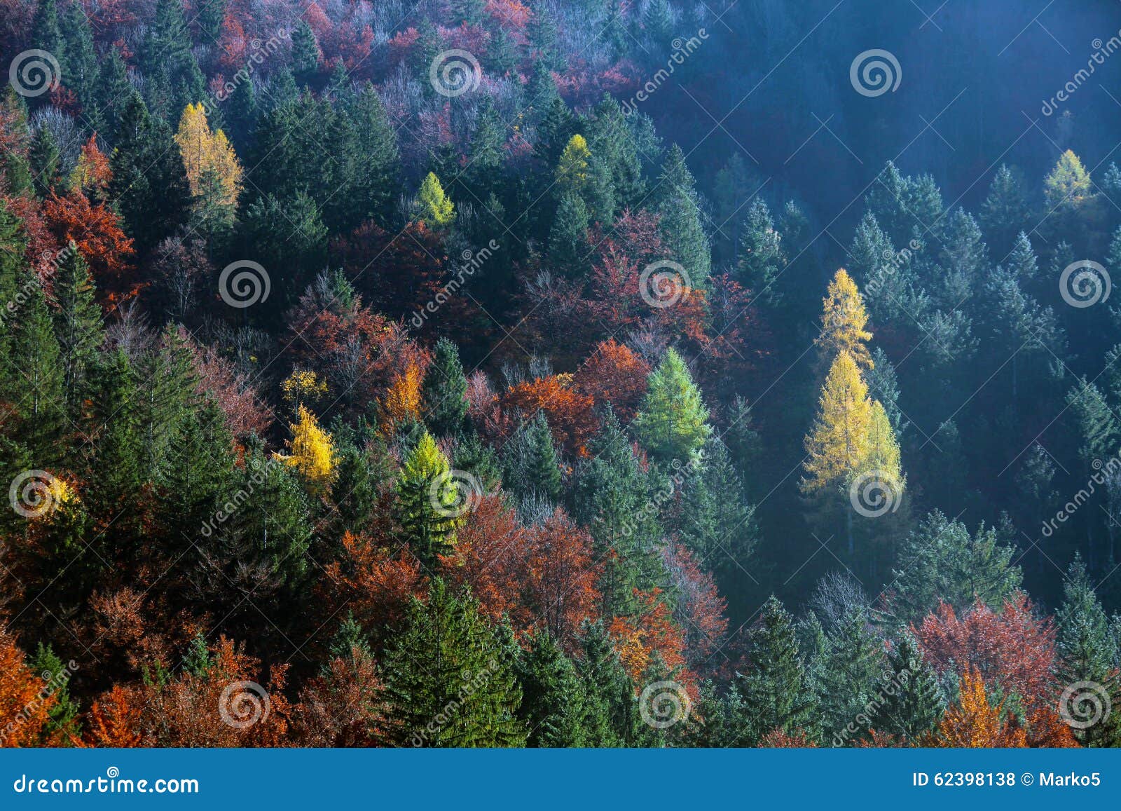 Colourful Forest Trees in the Autumn Stock Photo - Image of trees, blue ...
