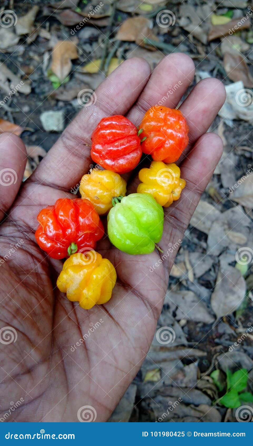 Colourful fruit in hand stock image. Image of colourful - 101980425