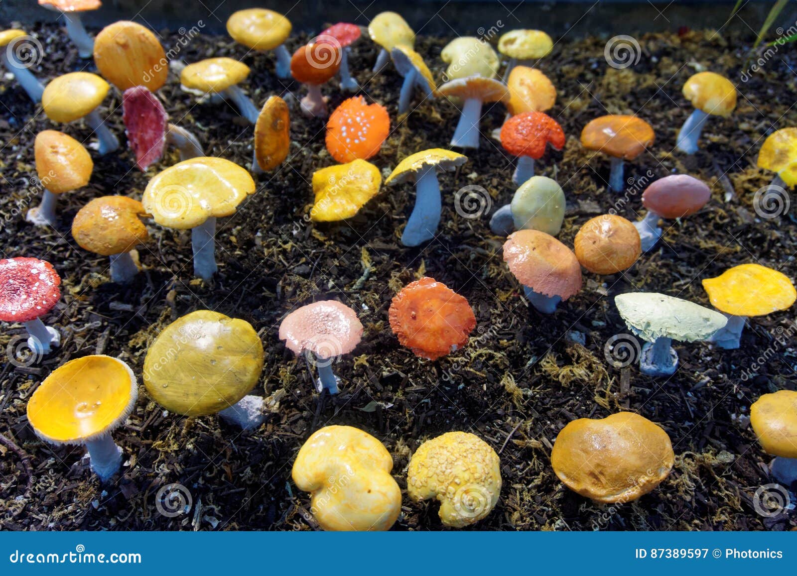 Colourful Fungi stock image. Image of nature, colours - 87389597