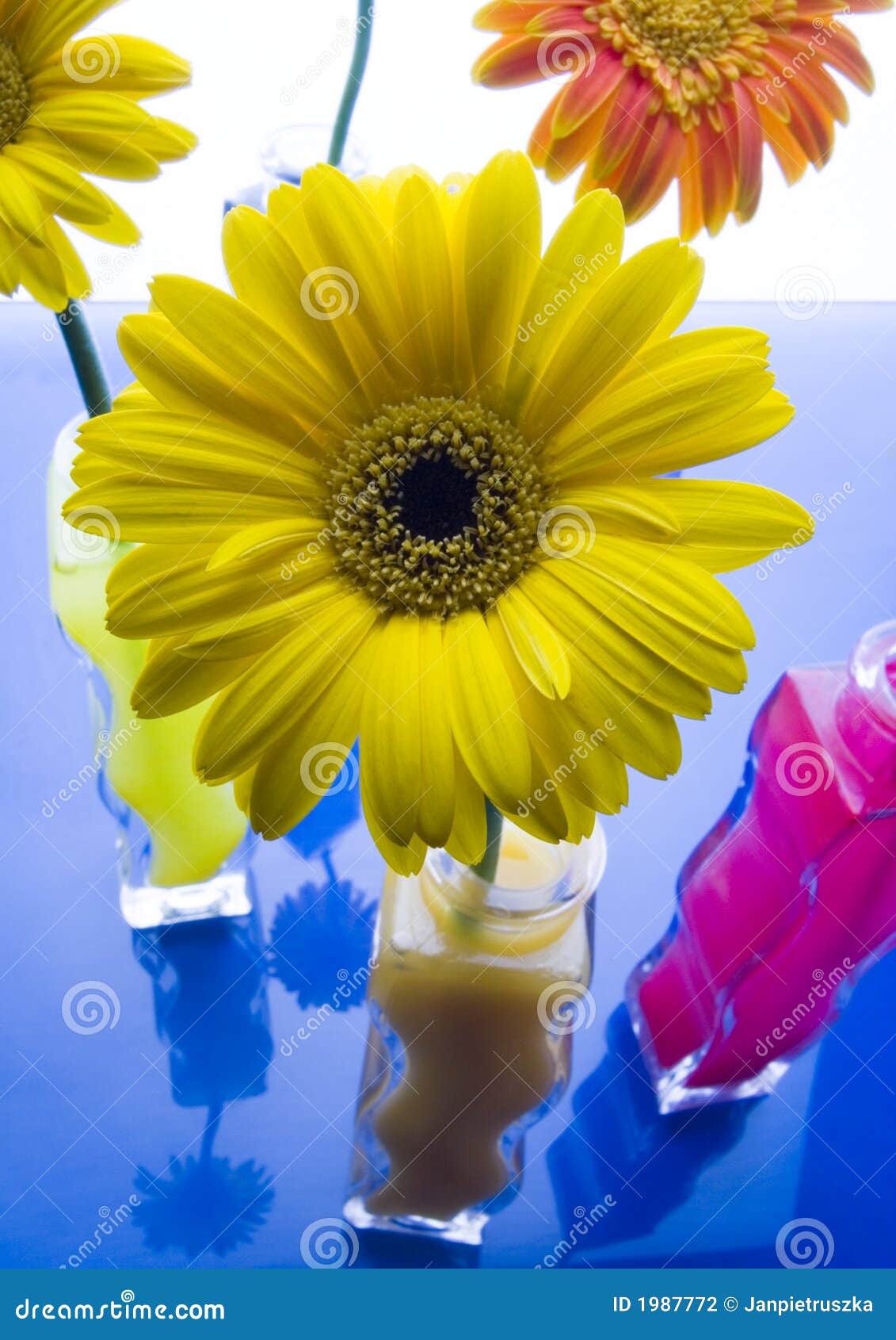 Colourful gerbers stock photo. Image of aqua, droplet - 1987772