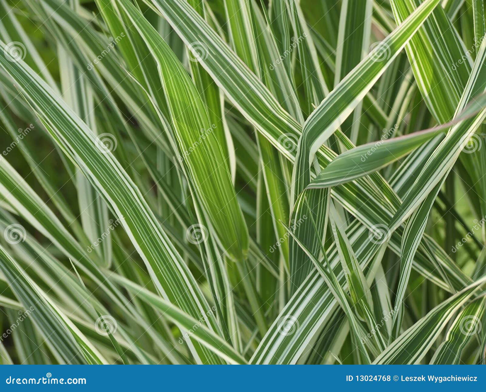 Colourful Grass stock photo. Image of garden, decorative - 13024768